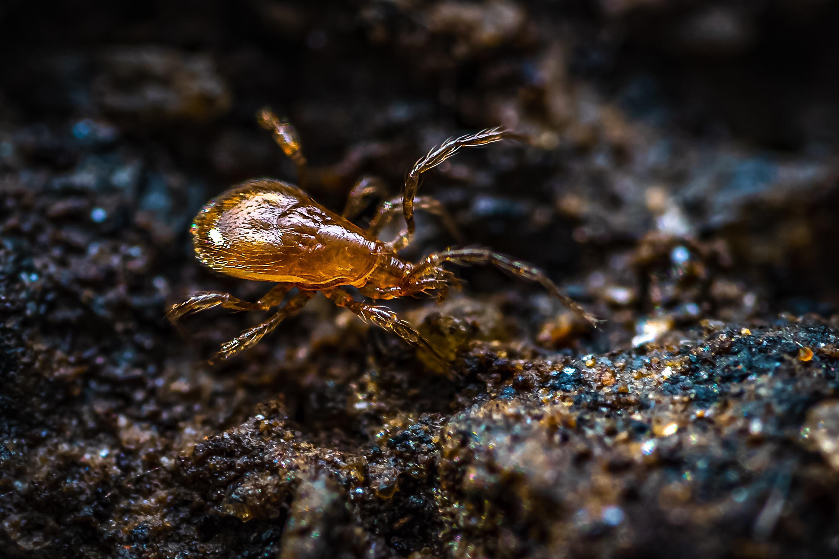 Little mite | Scrolller