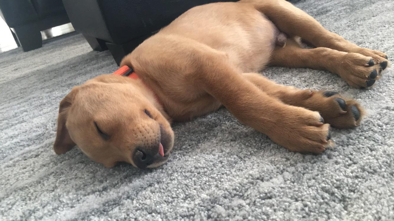 little mlem | Scrolller