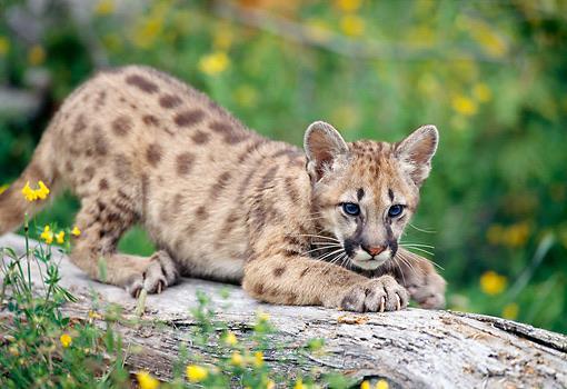 Little Mountain Lion Kitten Using The Scratching Post | Scrolller