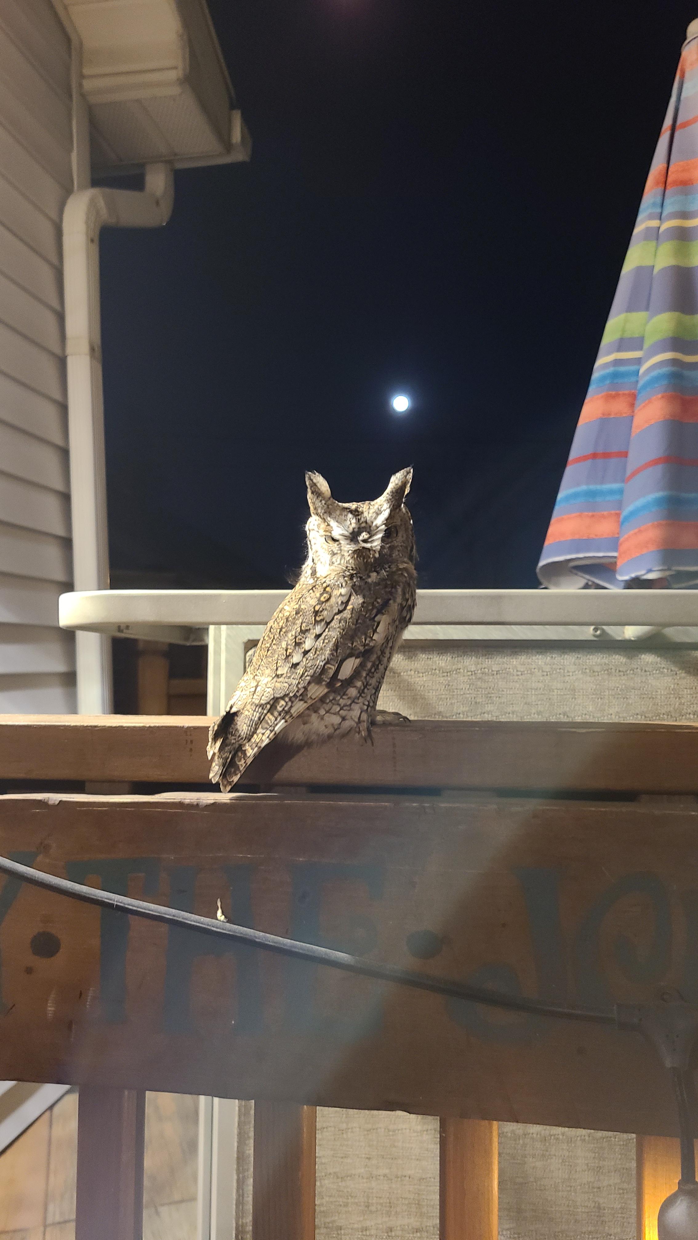 Little owl perched on the porch | Scrolller