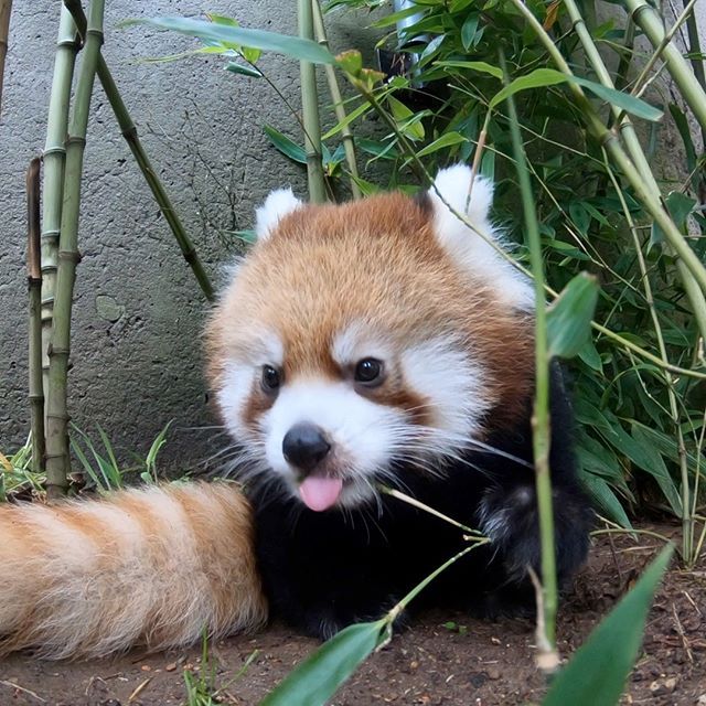 Little Pabu's Big Blep | Scrolller