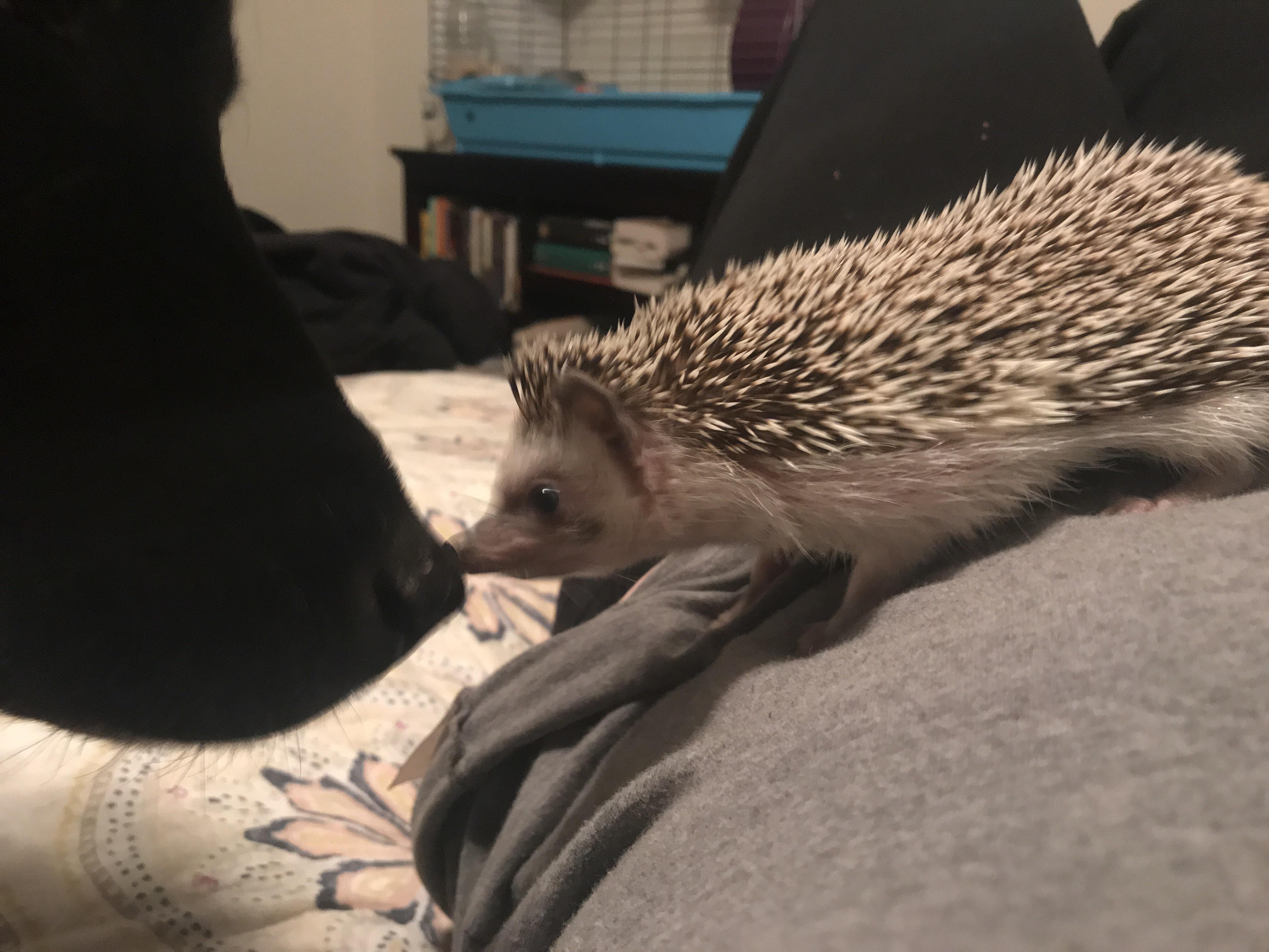 Little snoot-boop 💜 | Scrolller