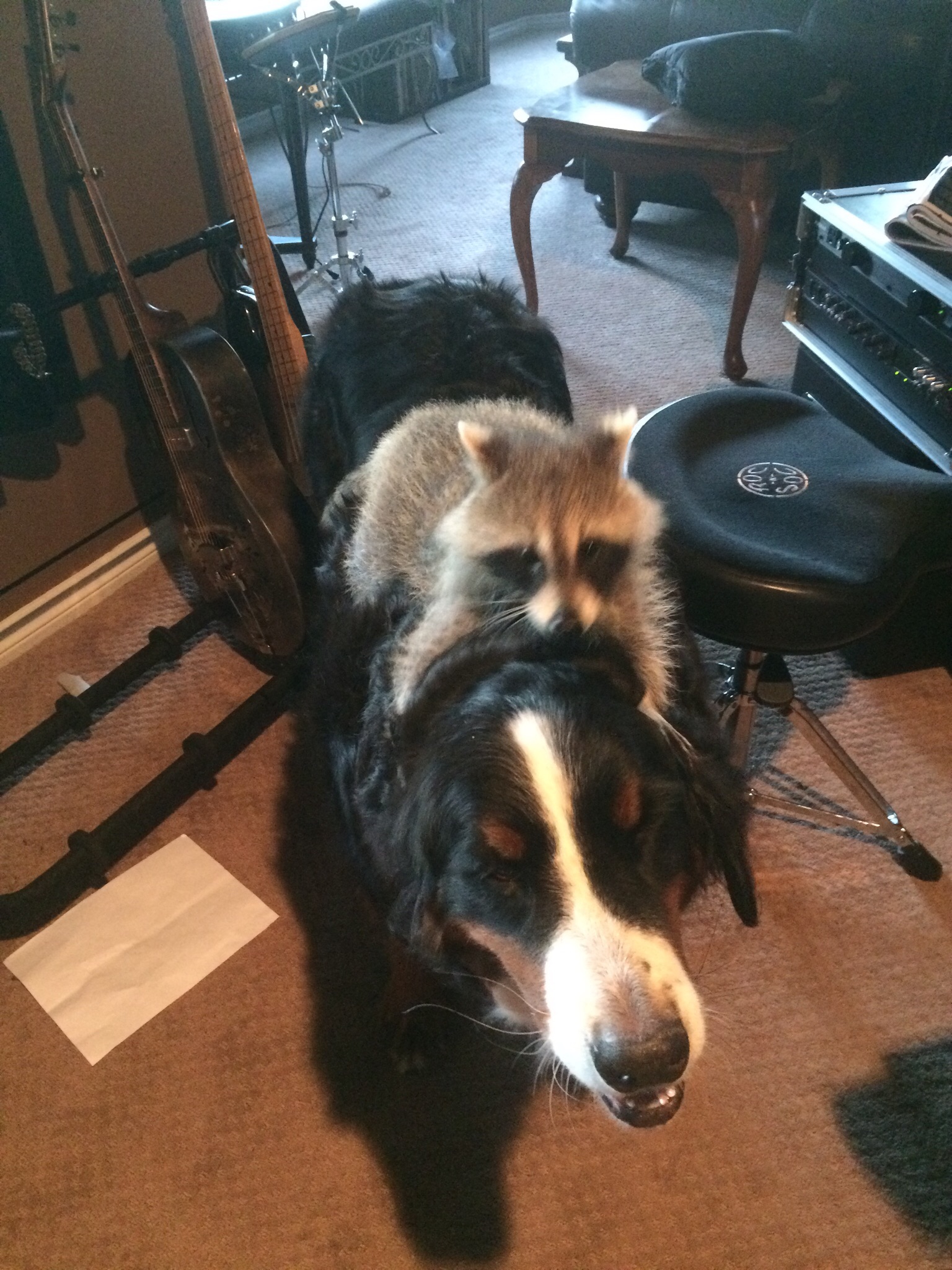 Little So Crates Riding Sadie Scrolller