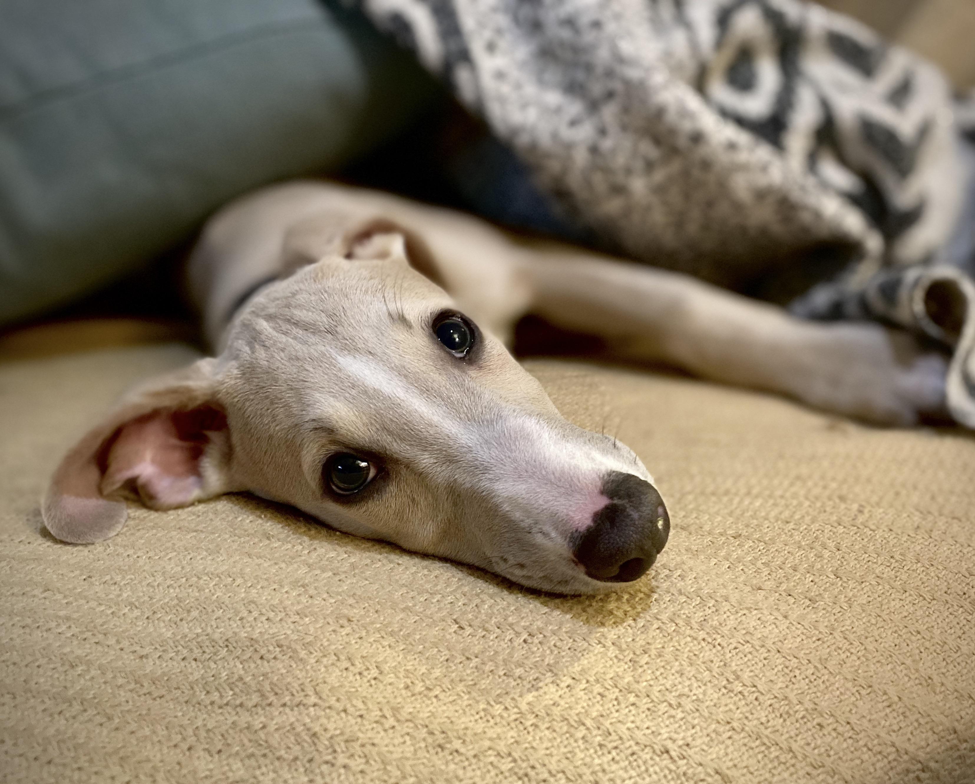 Little Switch, the Whippet | Scrolller