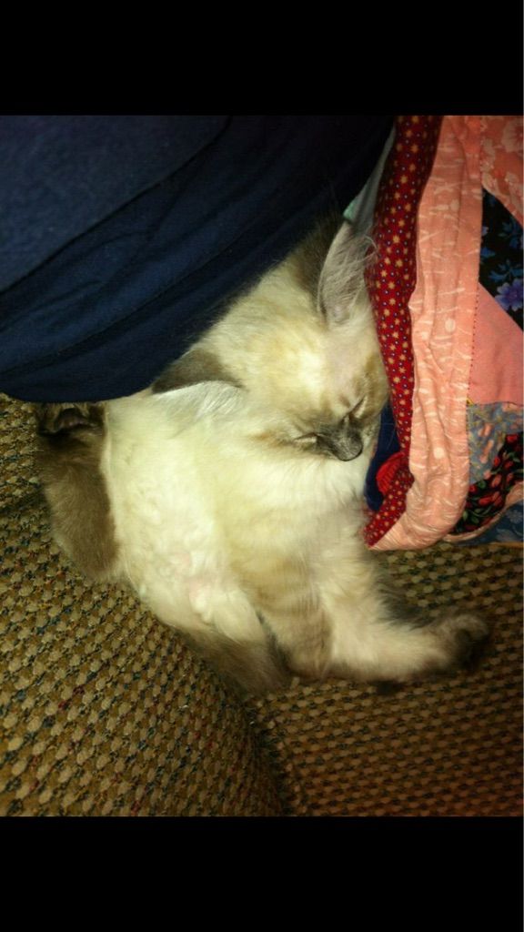 Little white body, brown beans, named Maggie. Meet Reddit | Scrolller