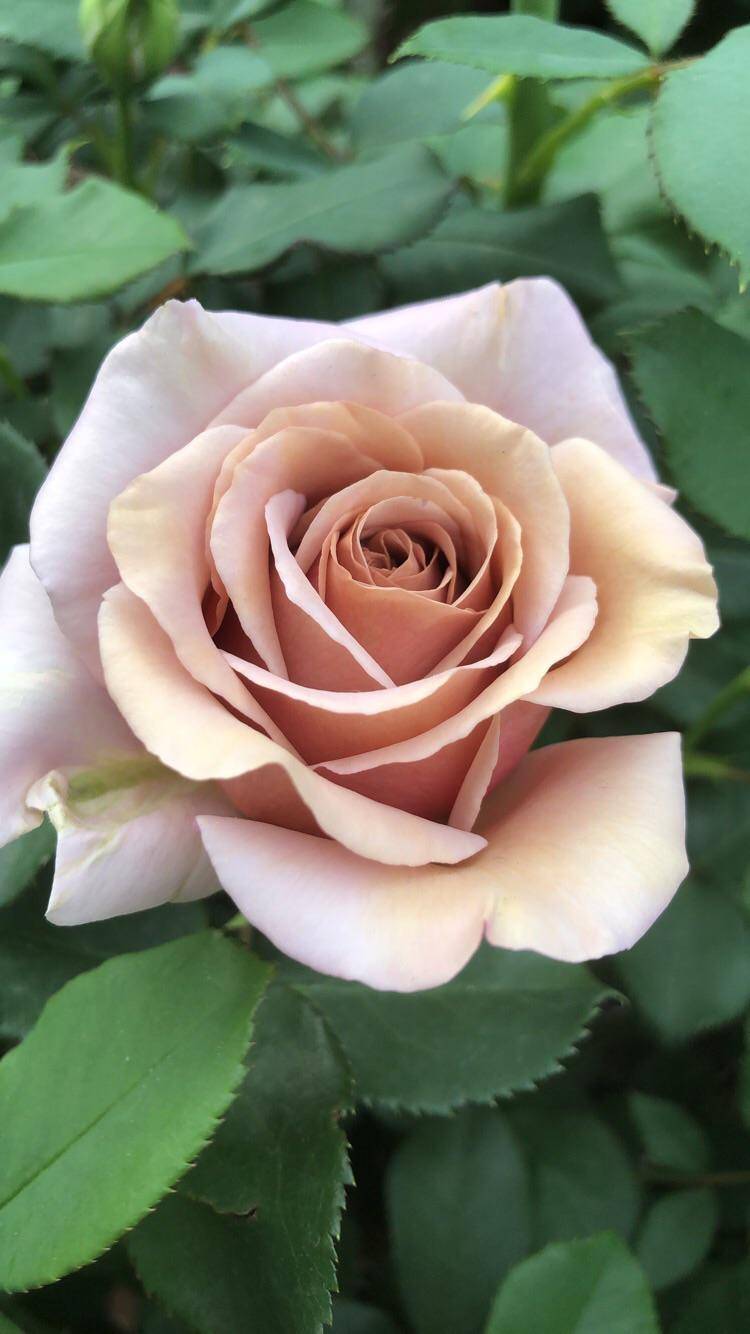 Living for Koko Loko. It’s perfect! | Scrolller