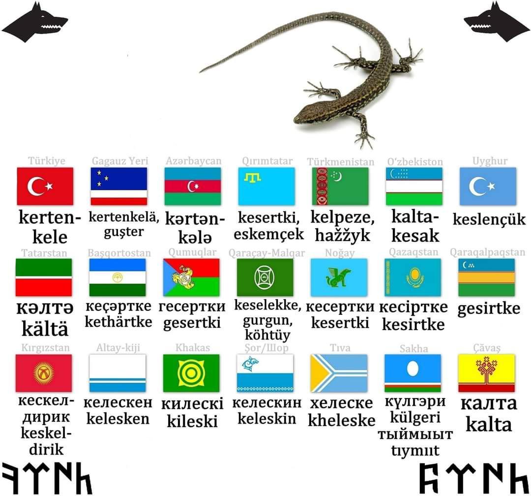 "Lizard" in Turkic Languages | Scrolller