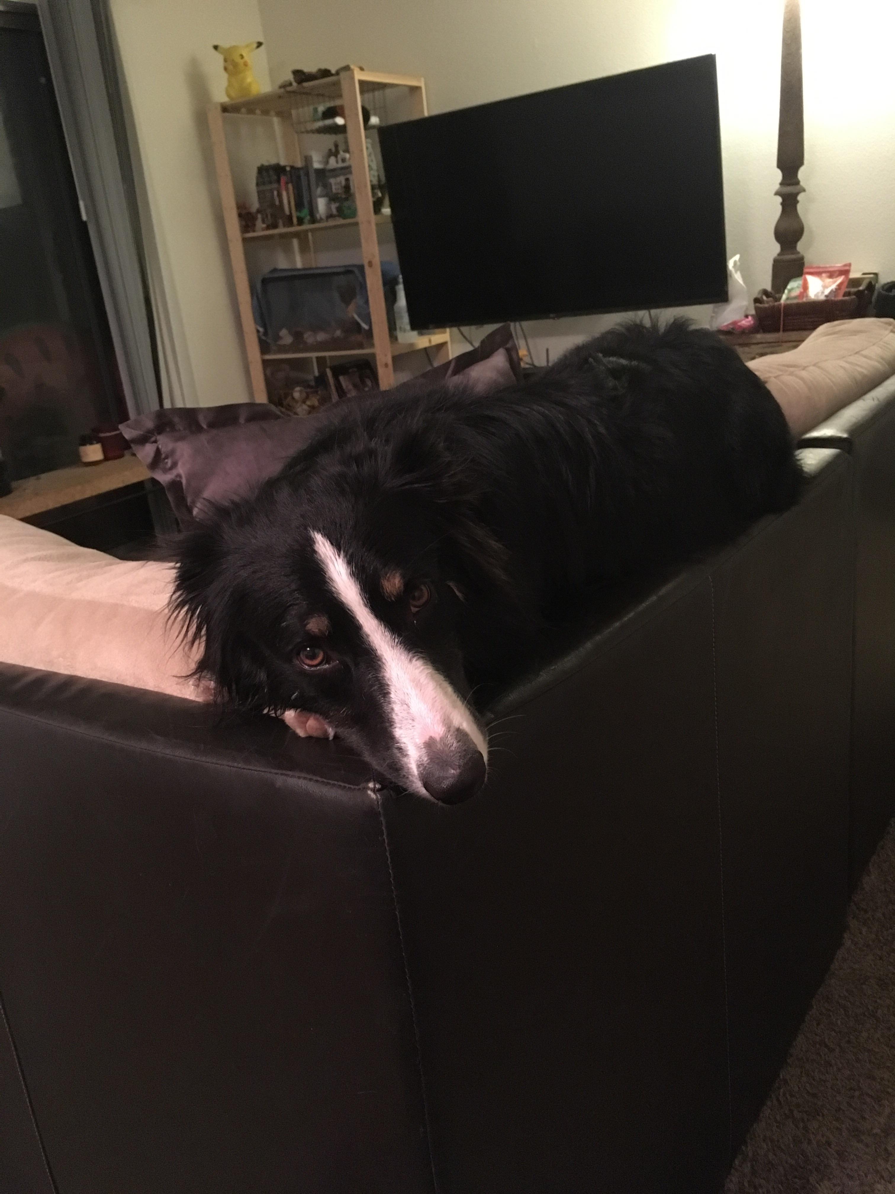 Loaf boye in his favorite couch spot | Scrolller