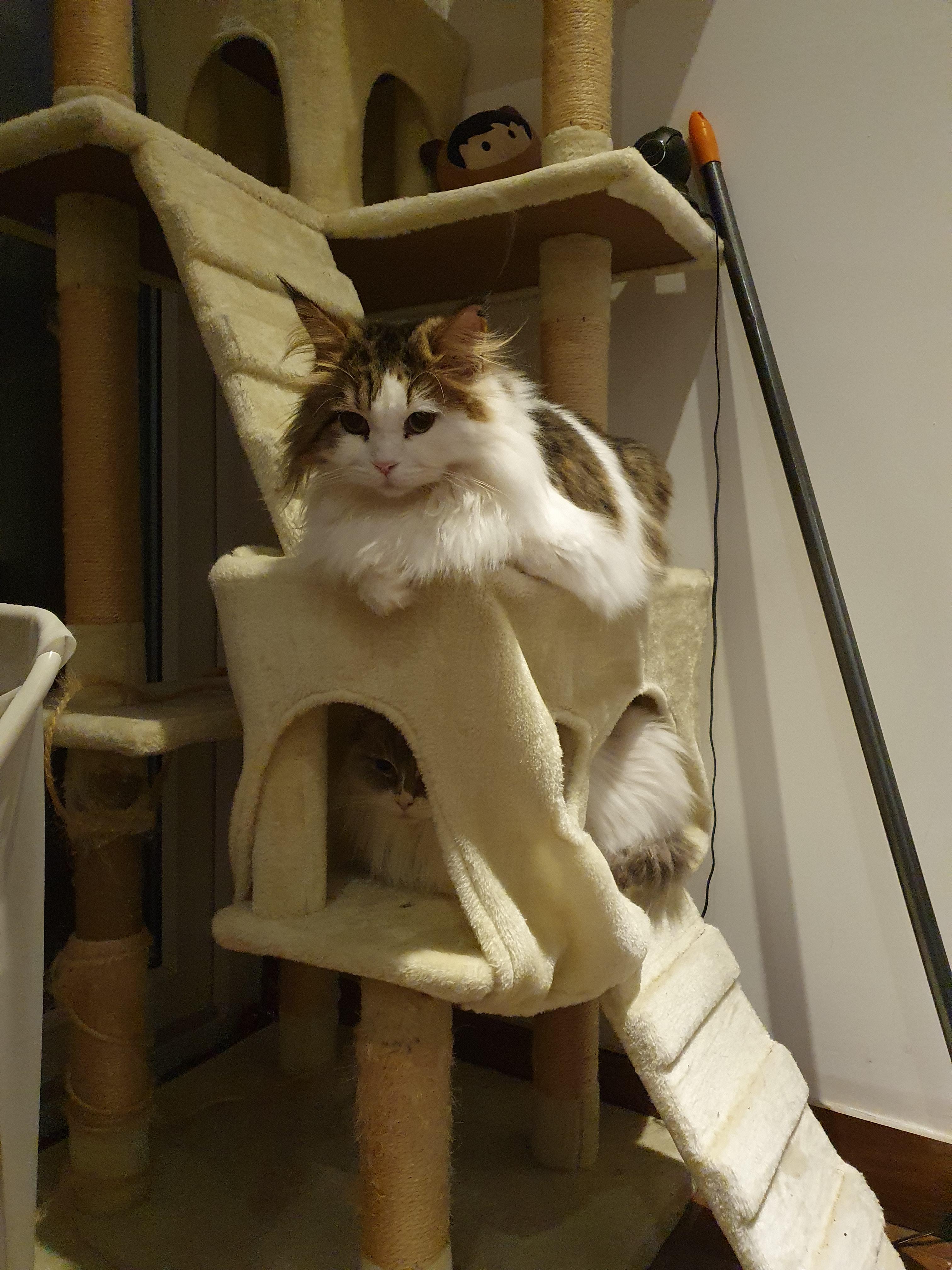 Loaf Tower Scrolller