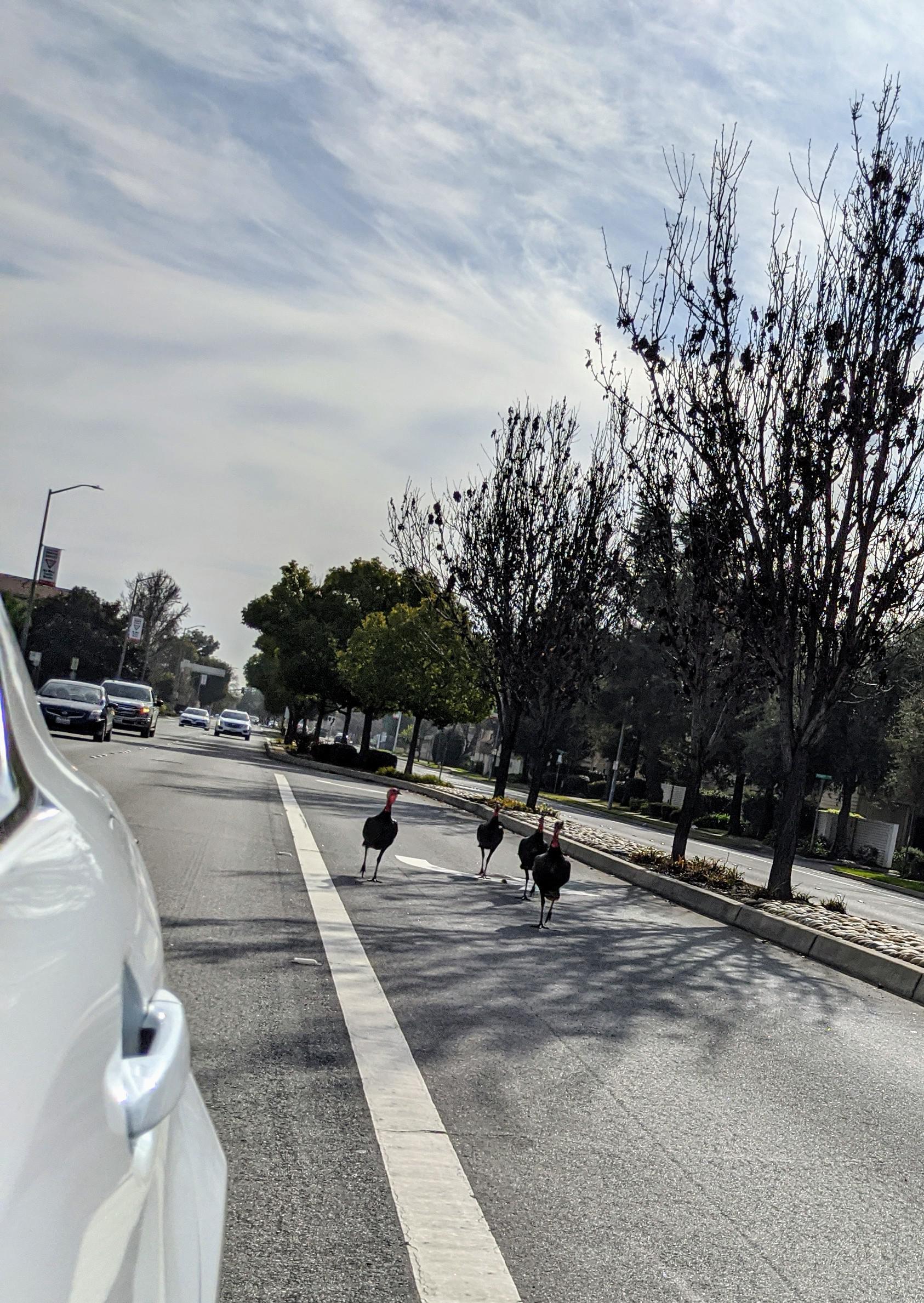 Locals taking a stroll | Scrolller