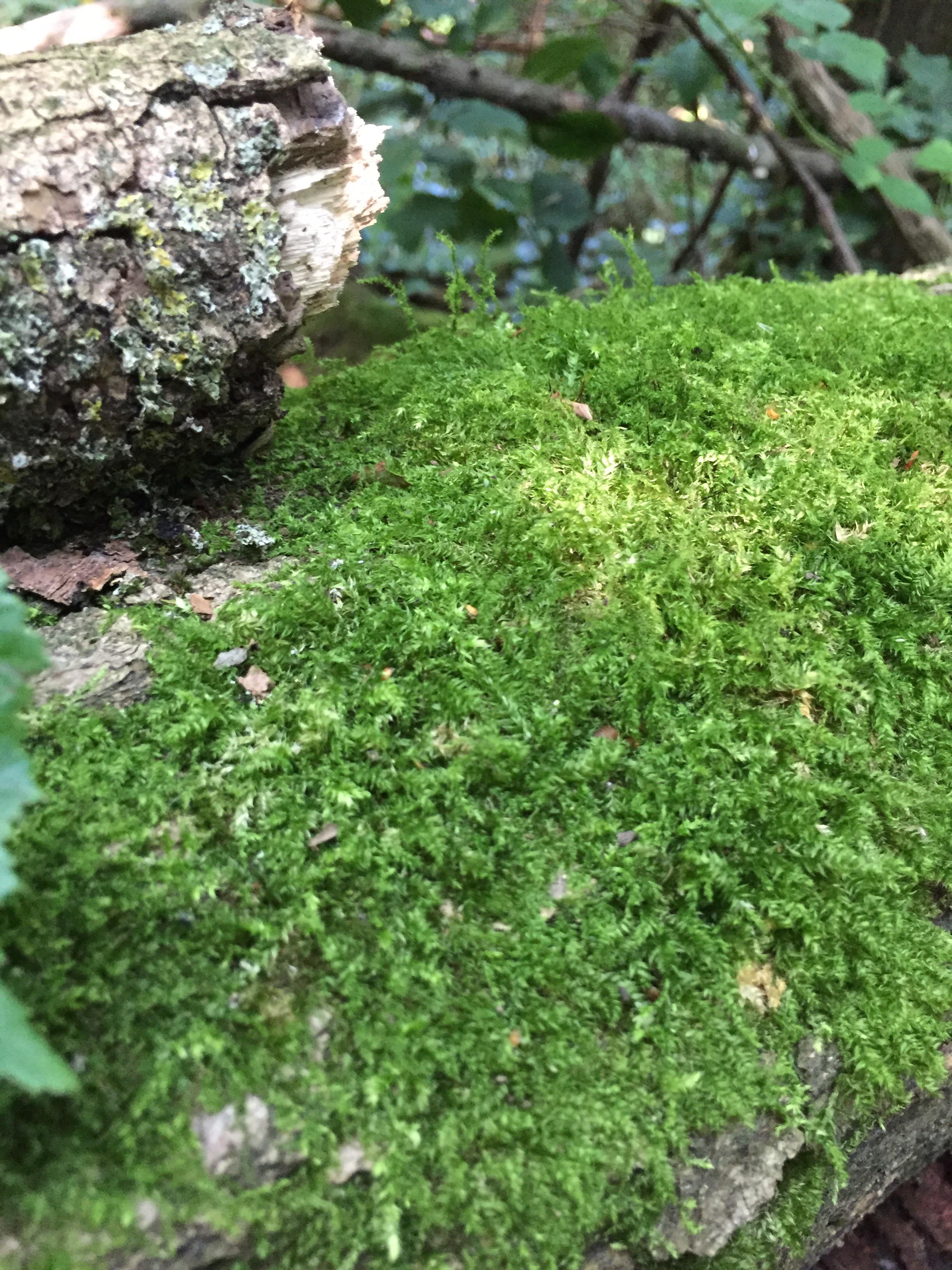 Log covered in moss | Scrolller