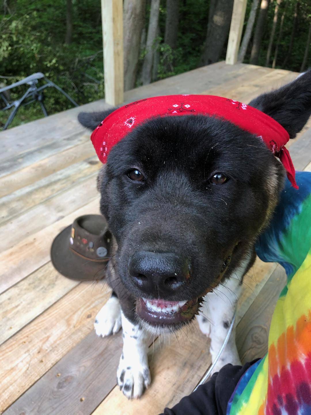 Loki helping Dad build the new deck | Scrolller