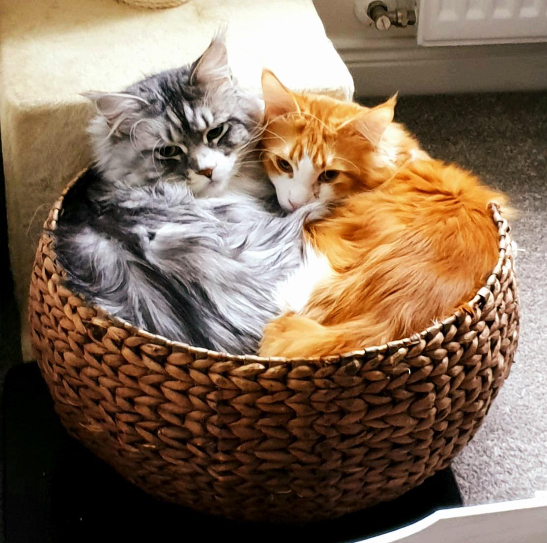 Lola and Vincent. A mainecoon sammich | Scrolller