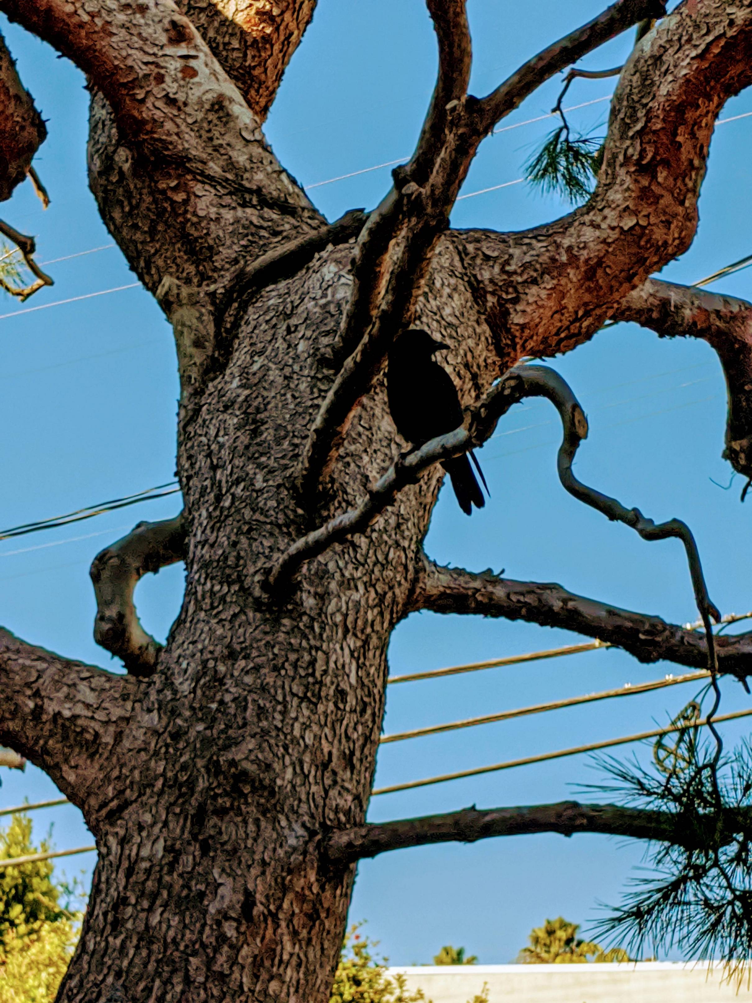 Lone boi | Scrolller