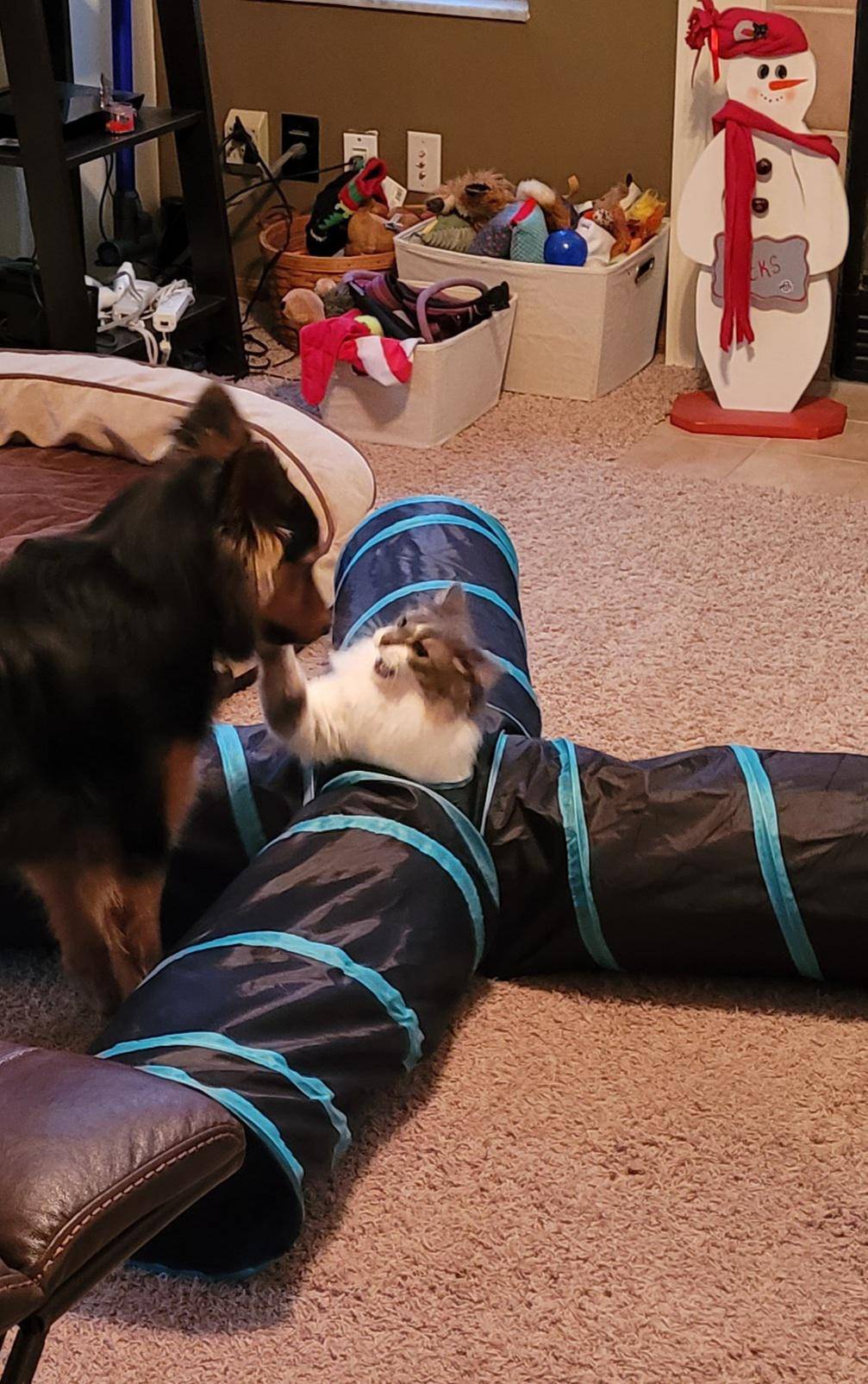 Long ago, the animal kingdoms lived together in harmony. Then, everything changed when the cats ...