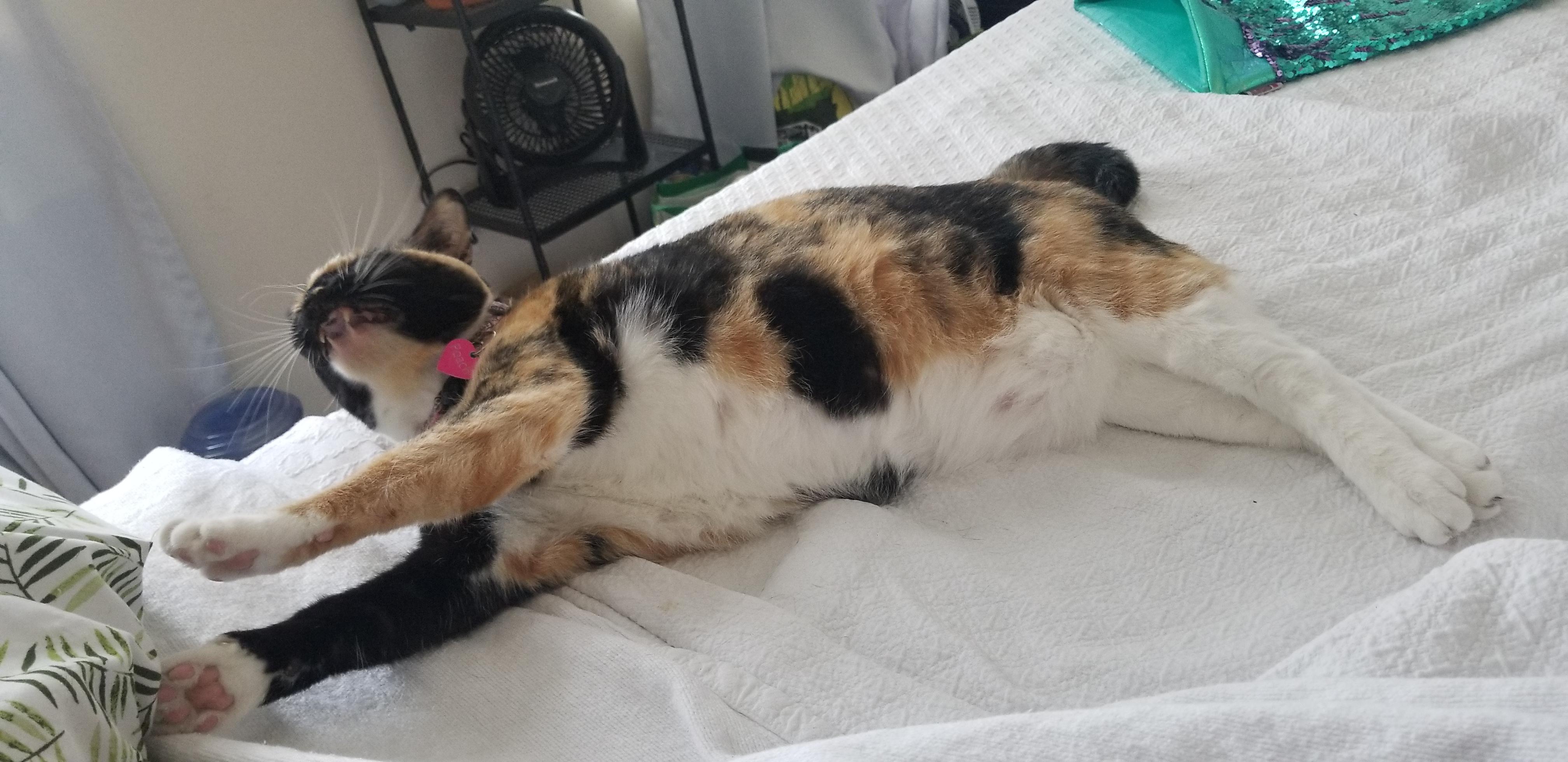 Long belly scrunge | Scrolller