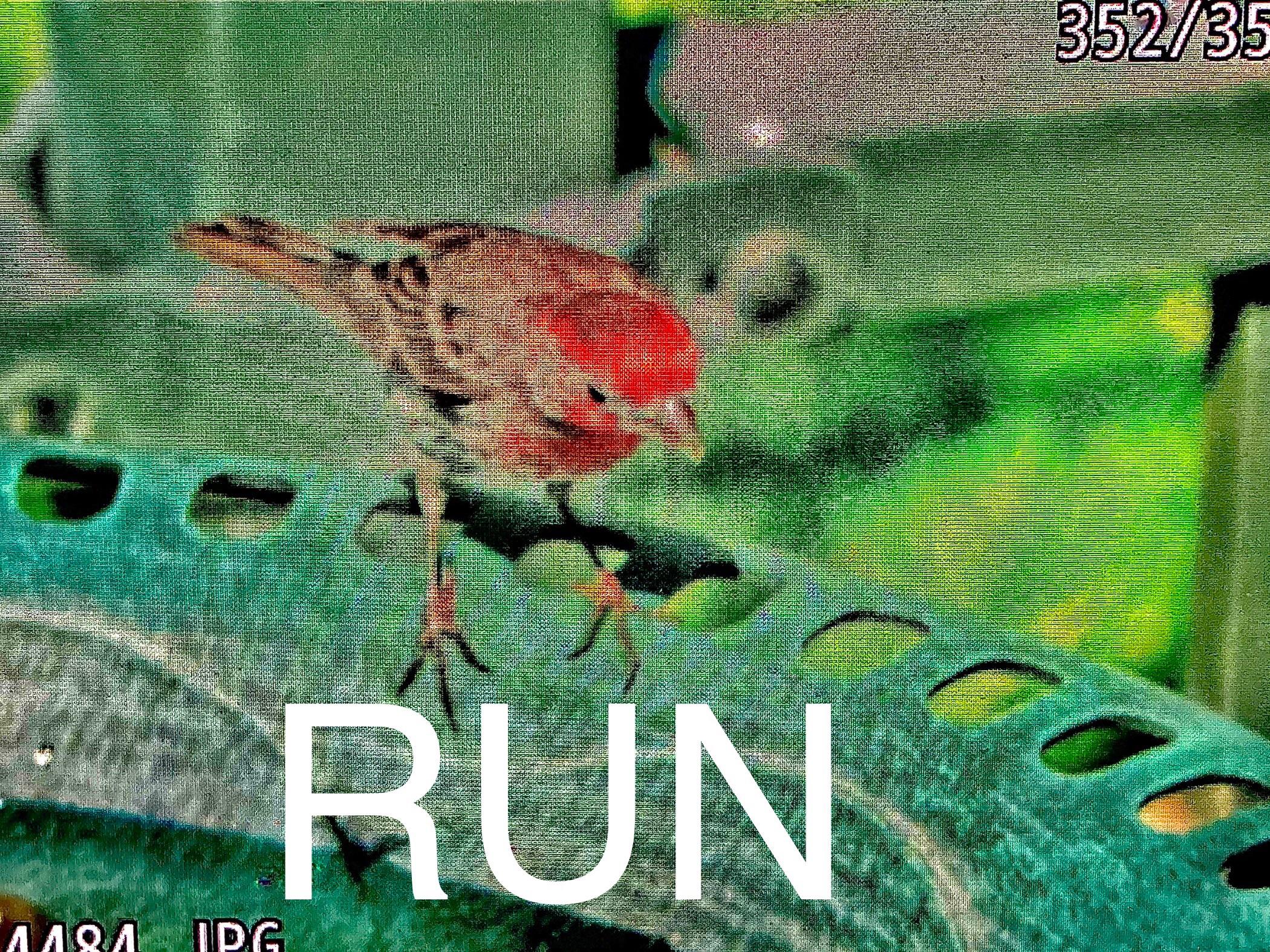 LONG BOI | Scrolller