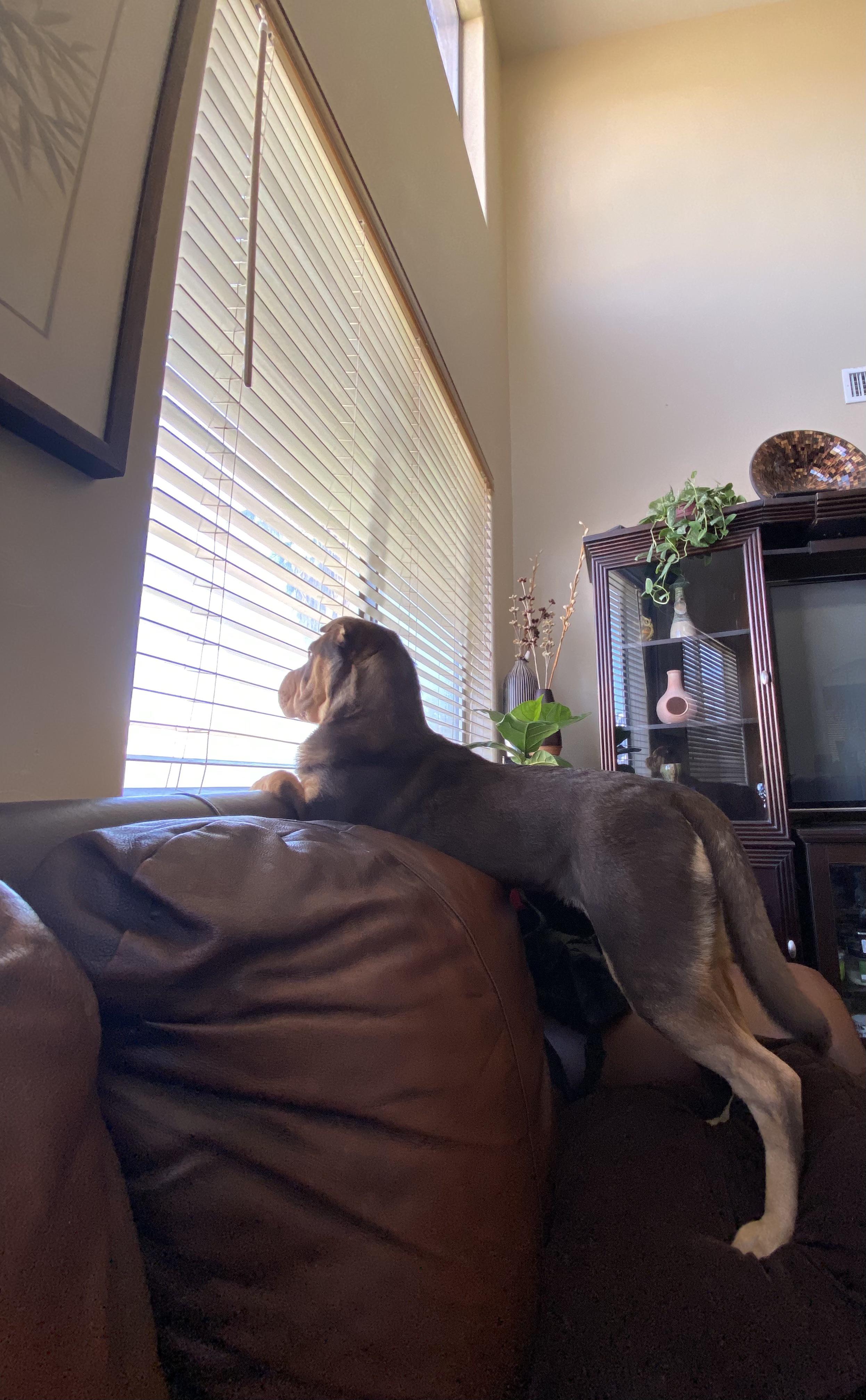 Long dog | Scrolller