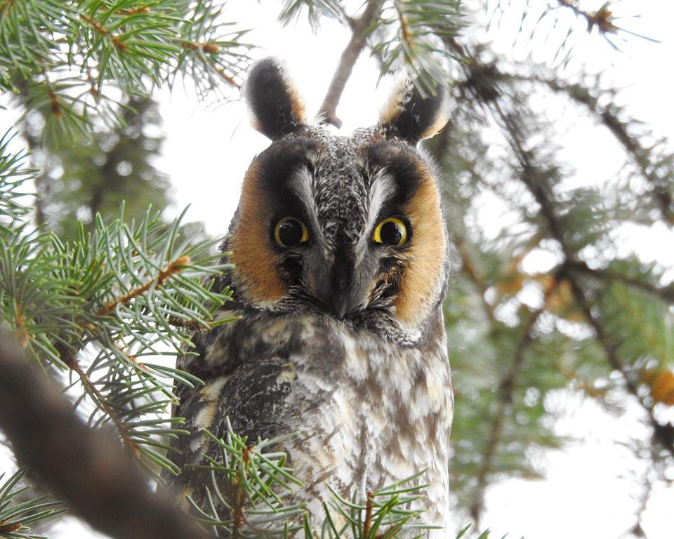 Long-eared Owl looks amused | Scrolller
