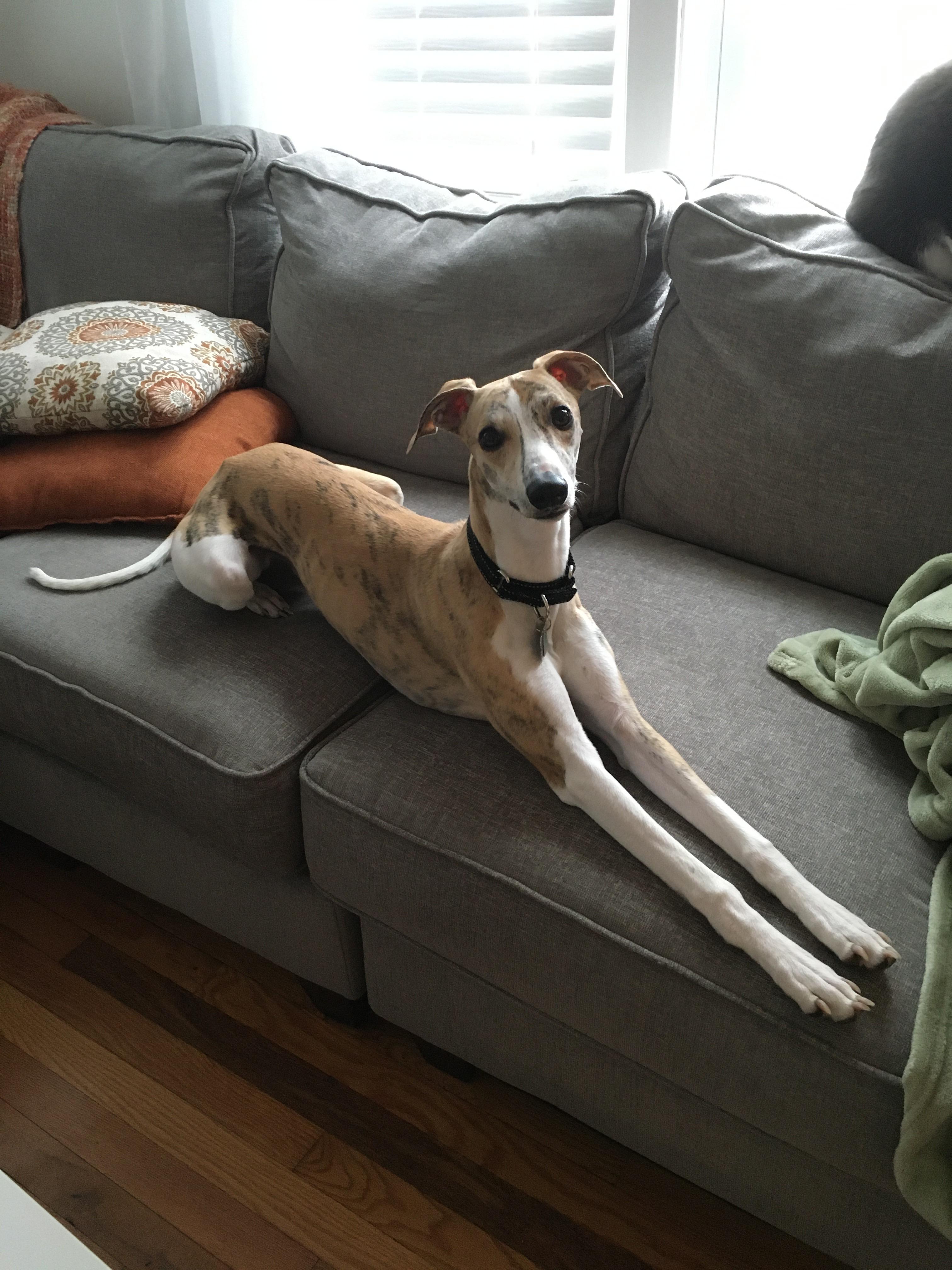 Long Goofy Boy Tiger! | Scrolller