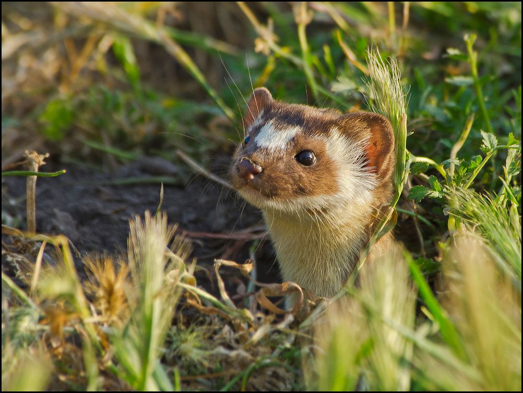 Long tailed weasel | Scrolller