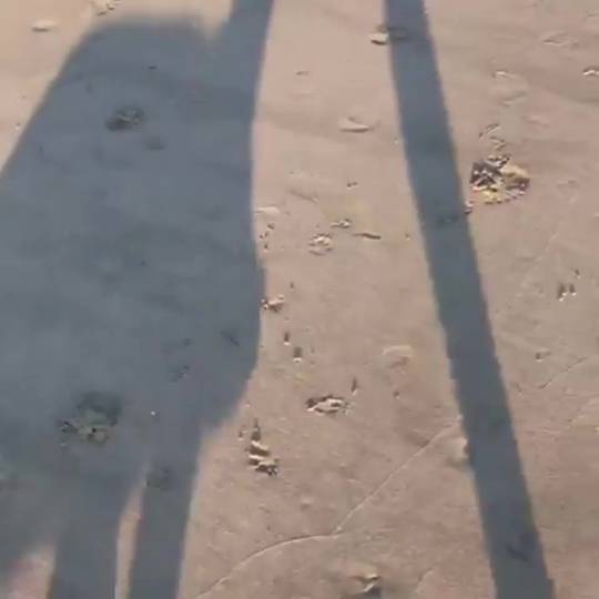 Long Walks on the Beach | Scrolller