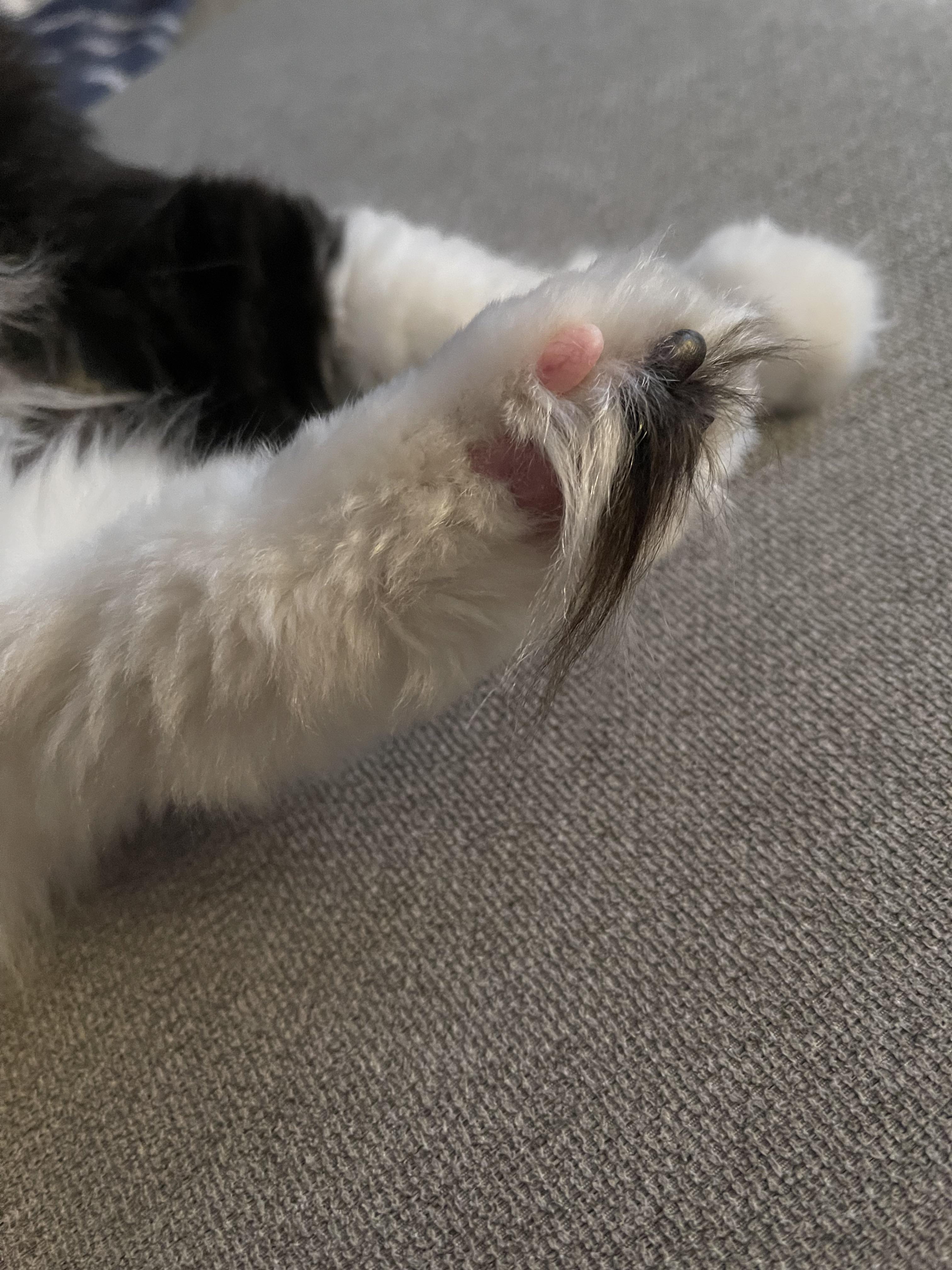 Look at my hairy toe bean! | Scrolller