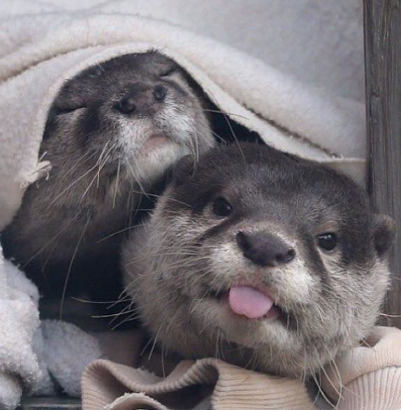 Look the adorable otter's nose | Scrolller