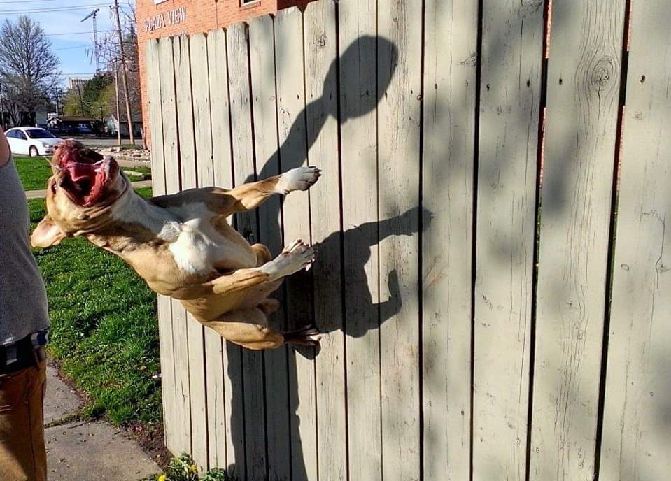 Looking derpy chasin his ball | Scrolller