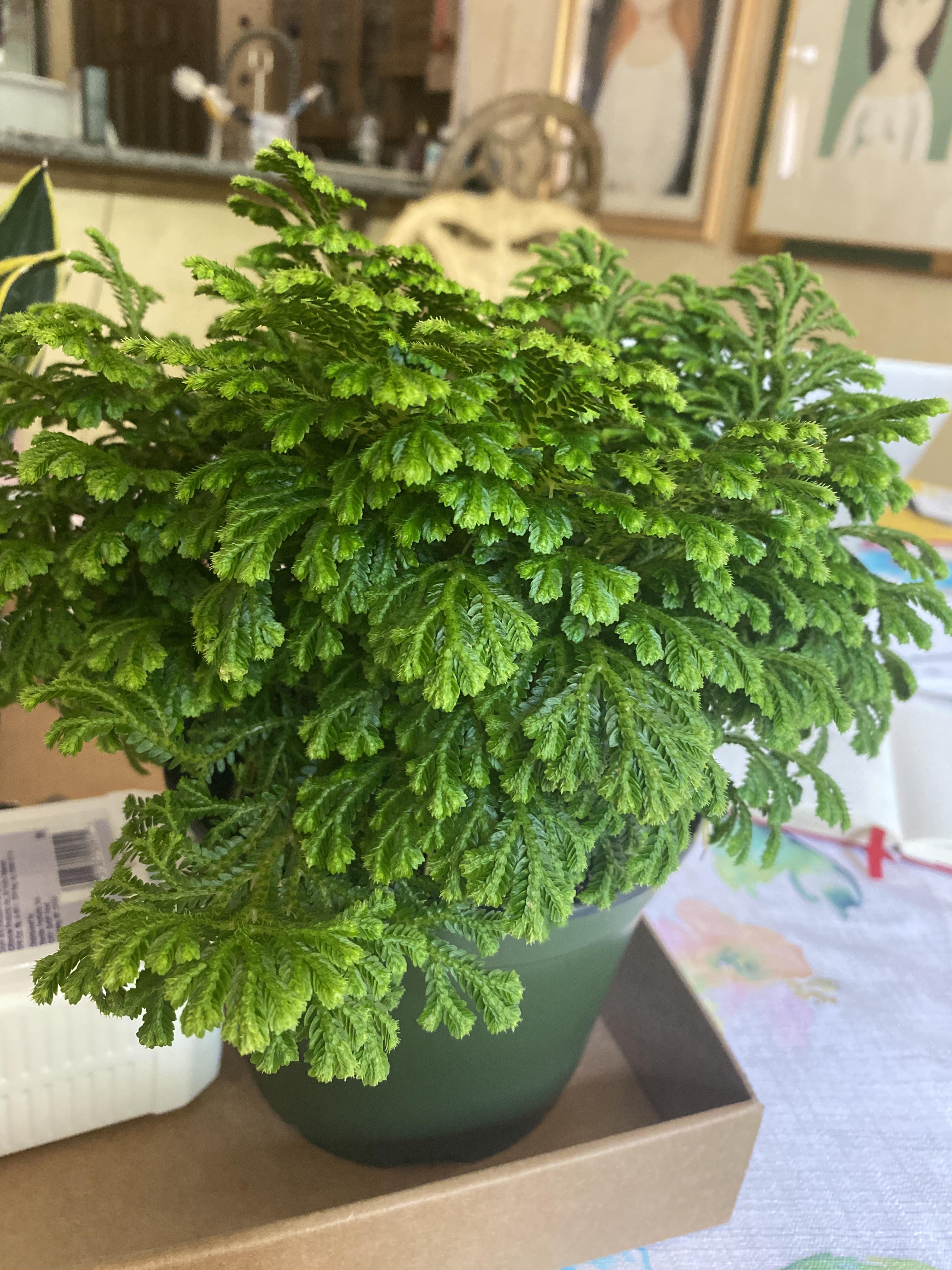 Looking for care tips for this frosty fern! any tips are greatly appreciated | Scrolller