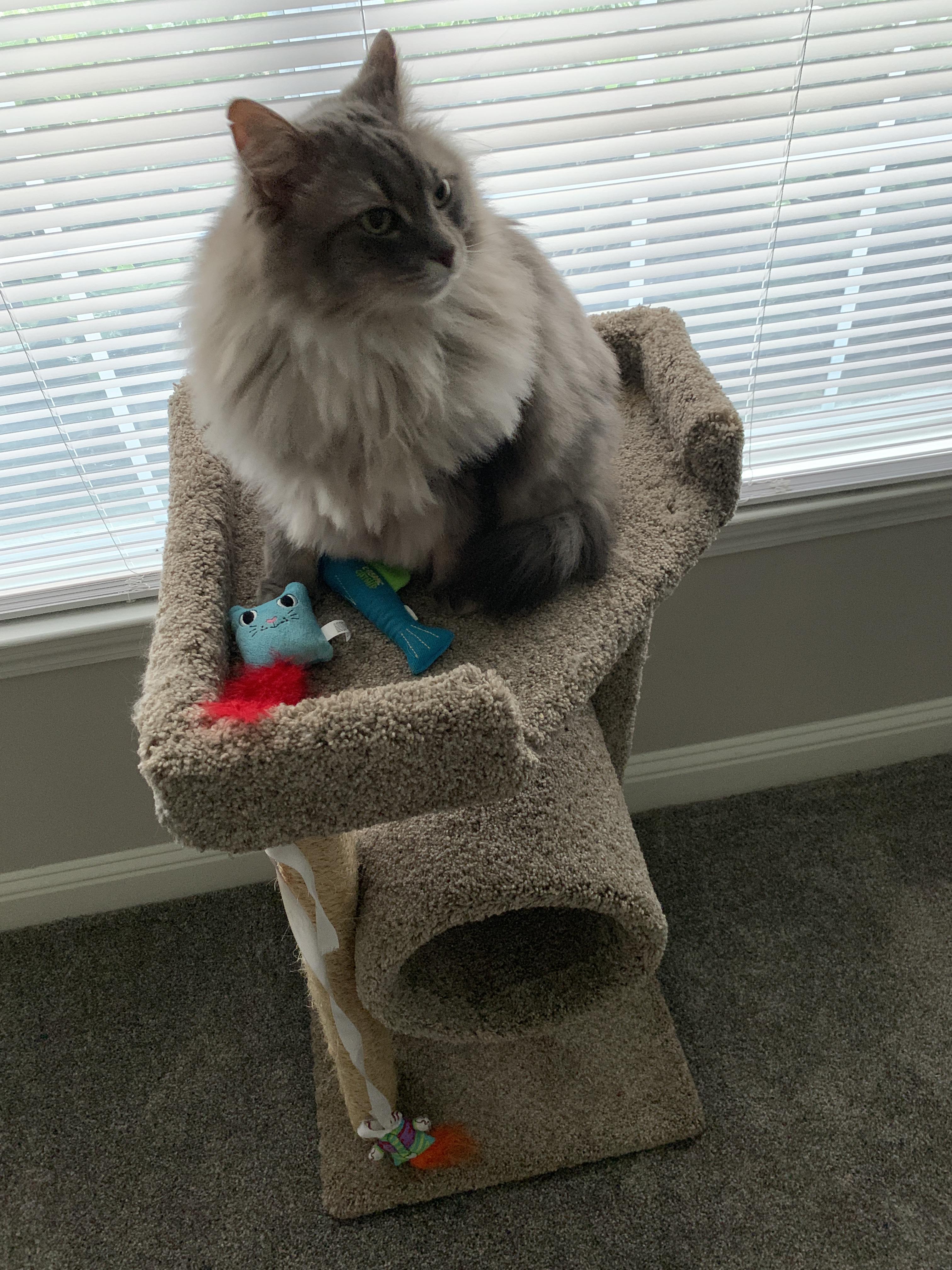 Looking for help to identify the breed | Scrolller