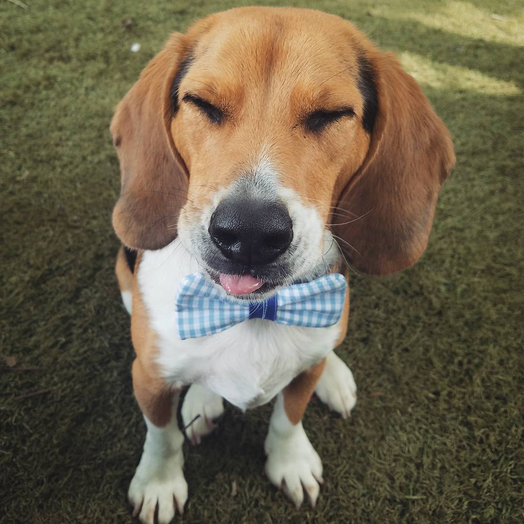 Looking handsome asf in his bowtie🐾 | Scrolller