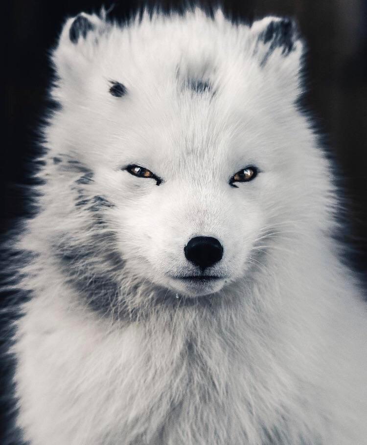 Looks so fuzzy! | Scrolller