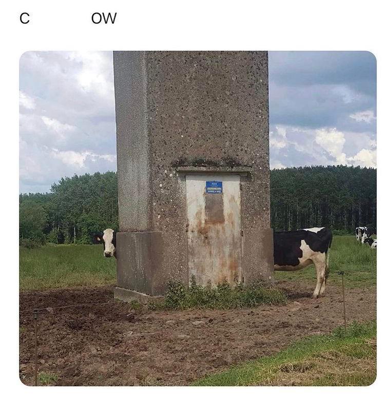 Looooooong cow | Scrolller