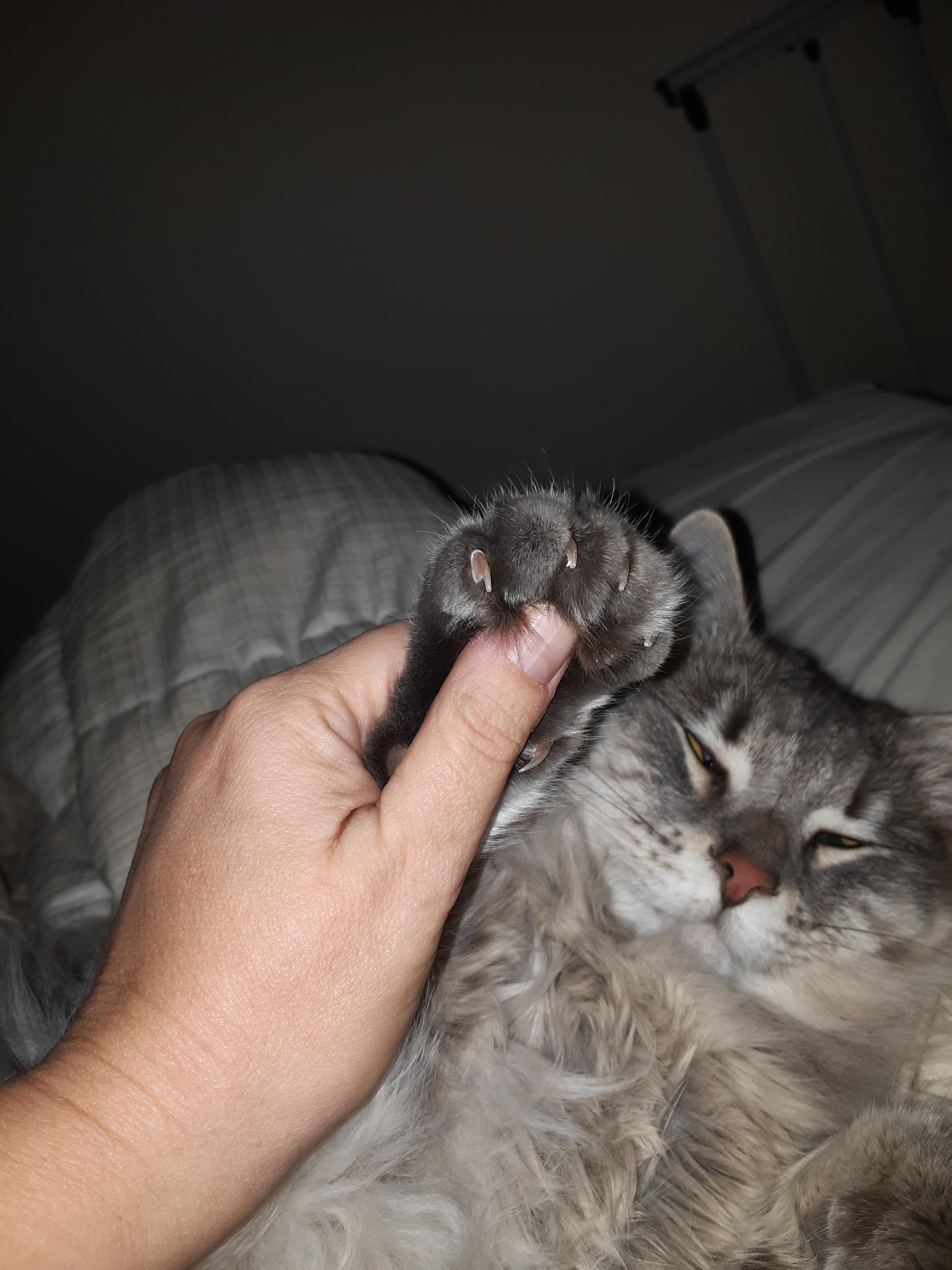 Lord Merlin and his massive paws | Scrolller