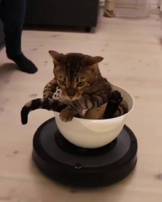 Lord Roomba taking a stroll around the kingdom | Scrolller