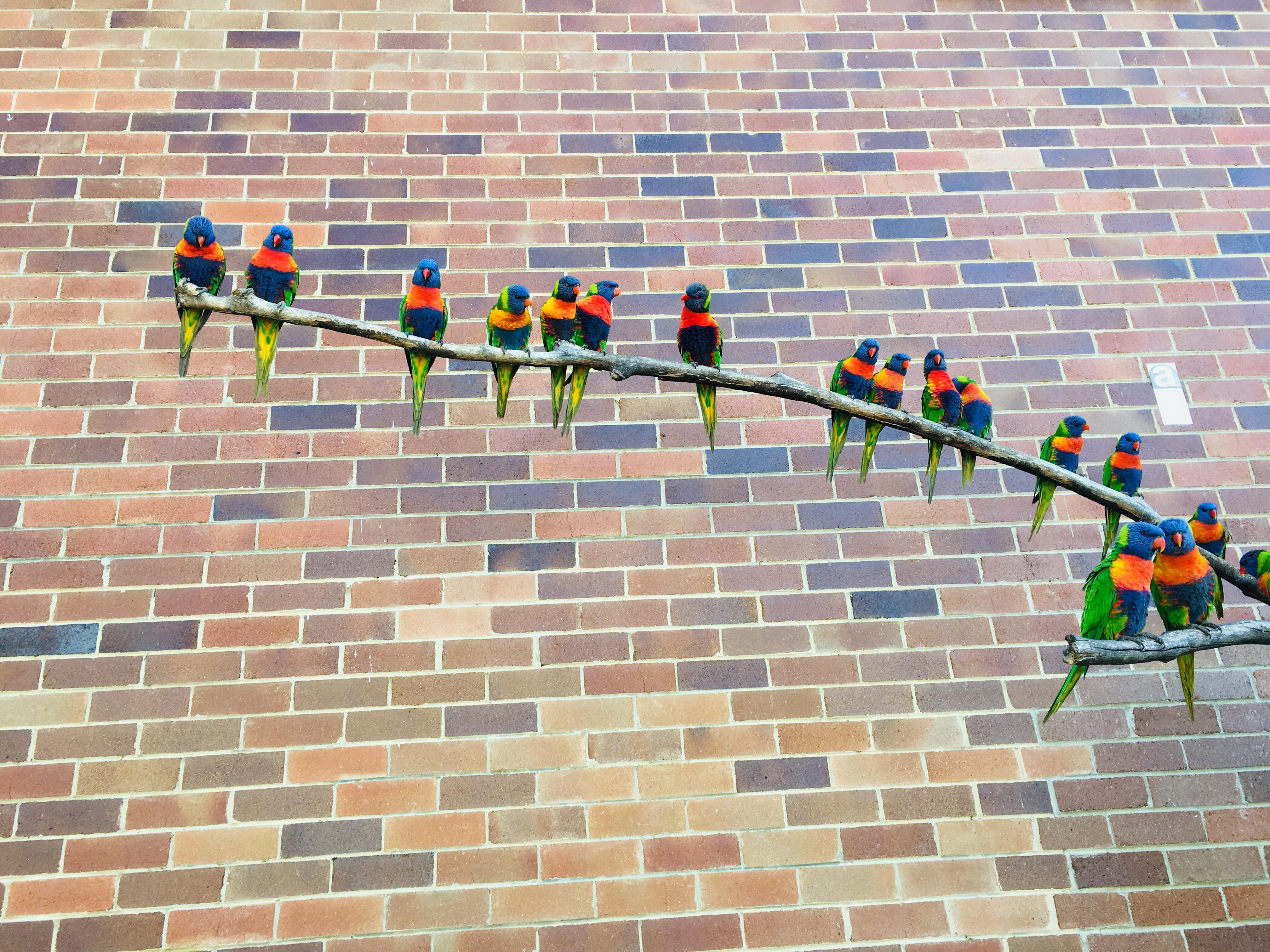Lorikeet Mafia | Scrolller