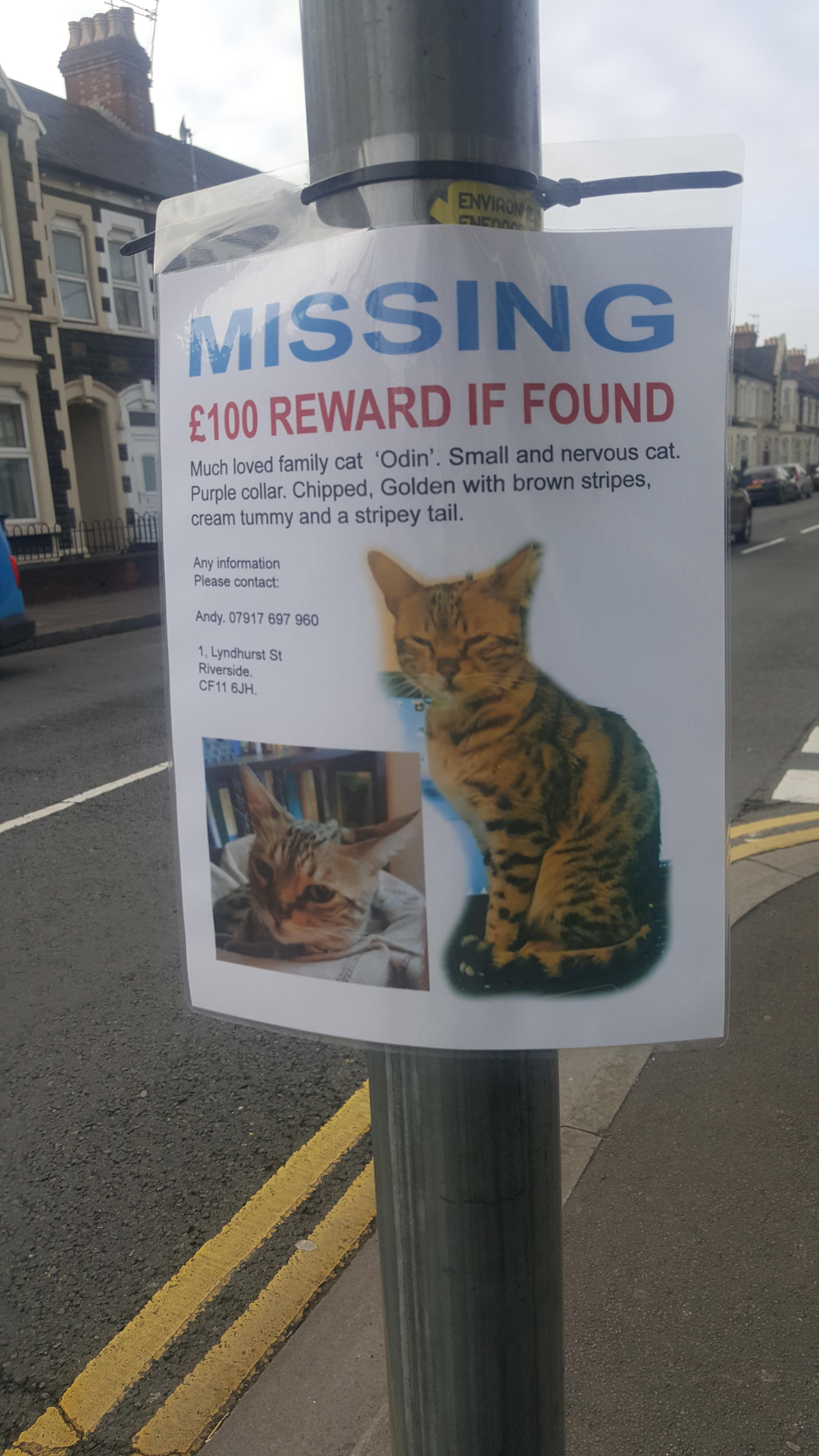 Lost cat | Scrolller