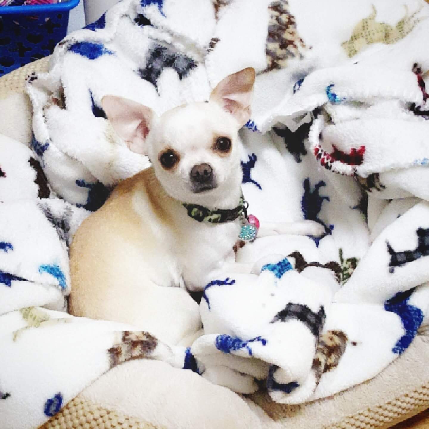 Lost Chihuahua if seen please msg | Scrolller
