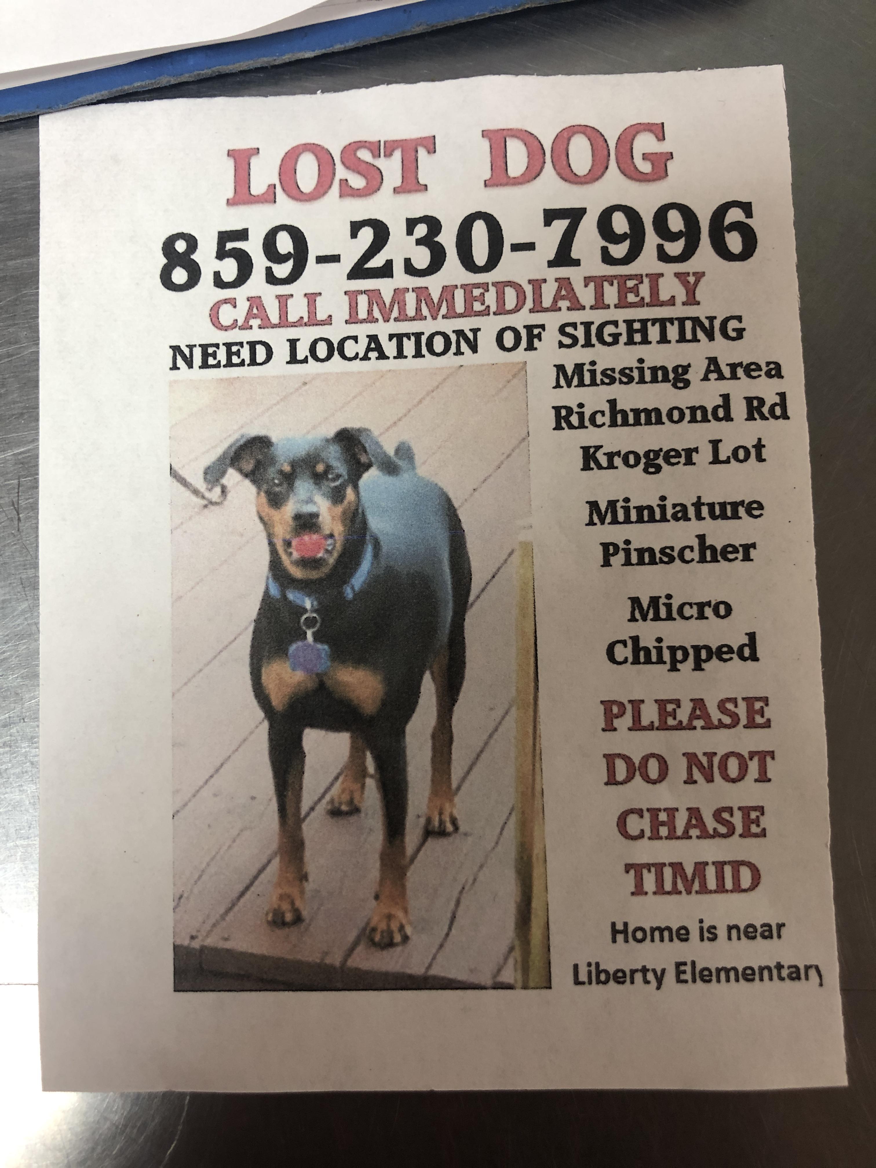 Lost dog. Delivery drivers be on the lookout | Scrolller