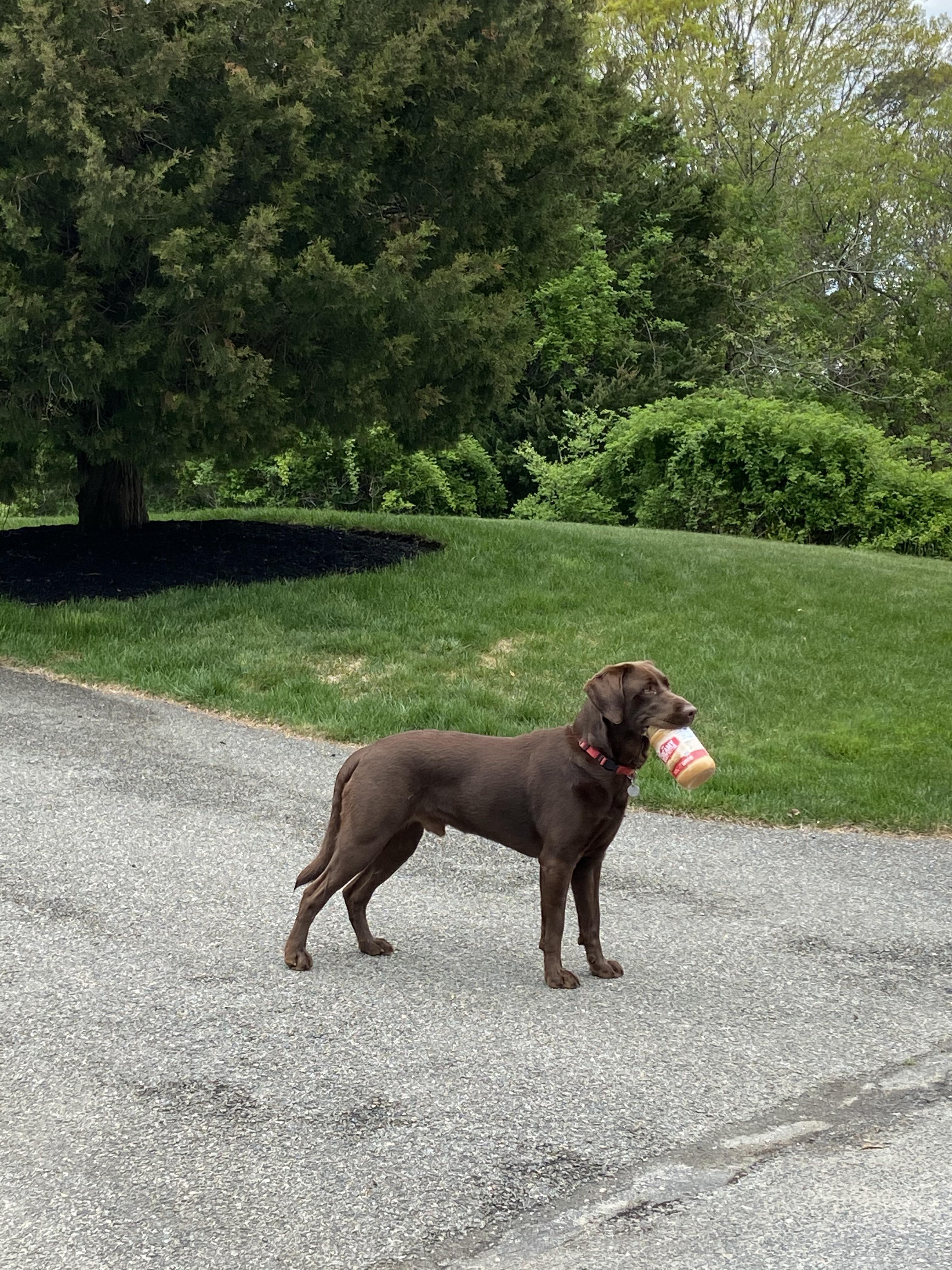 Lost dog in my neighborhood | Scrolller