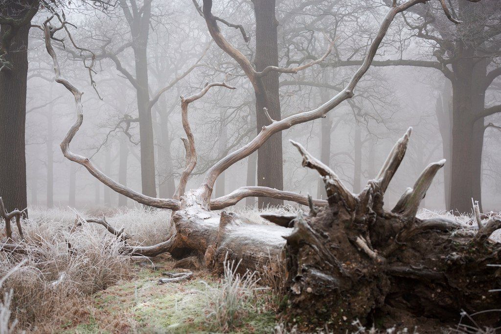 Lost In Forever | Scrolller