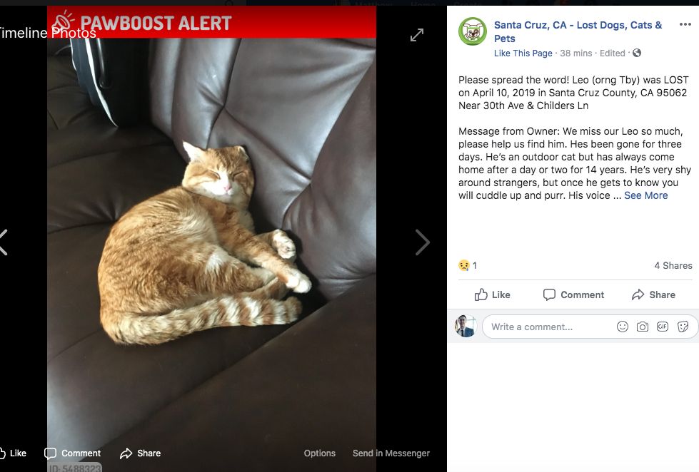 Lost Male Orange Tabby Cat (Capitola Santa Cruz Area) | Scrolller