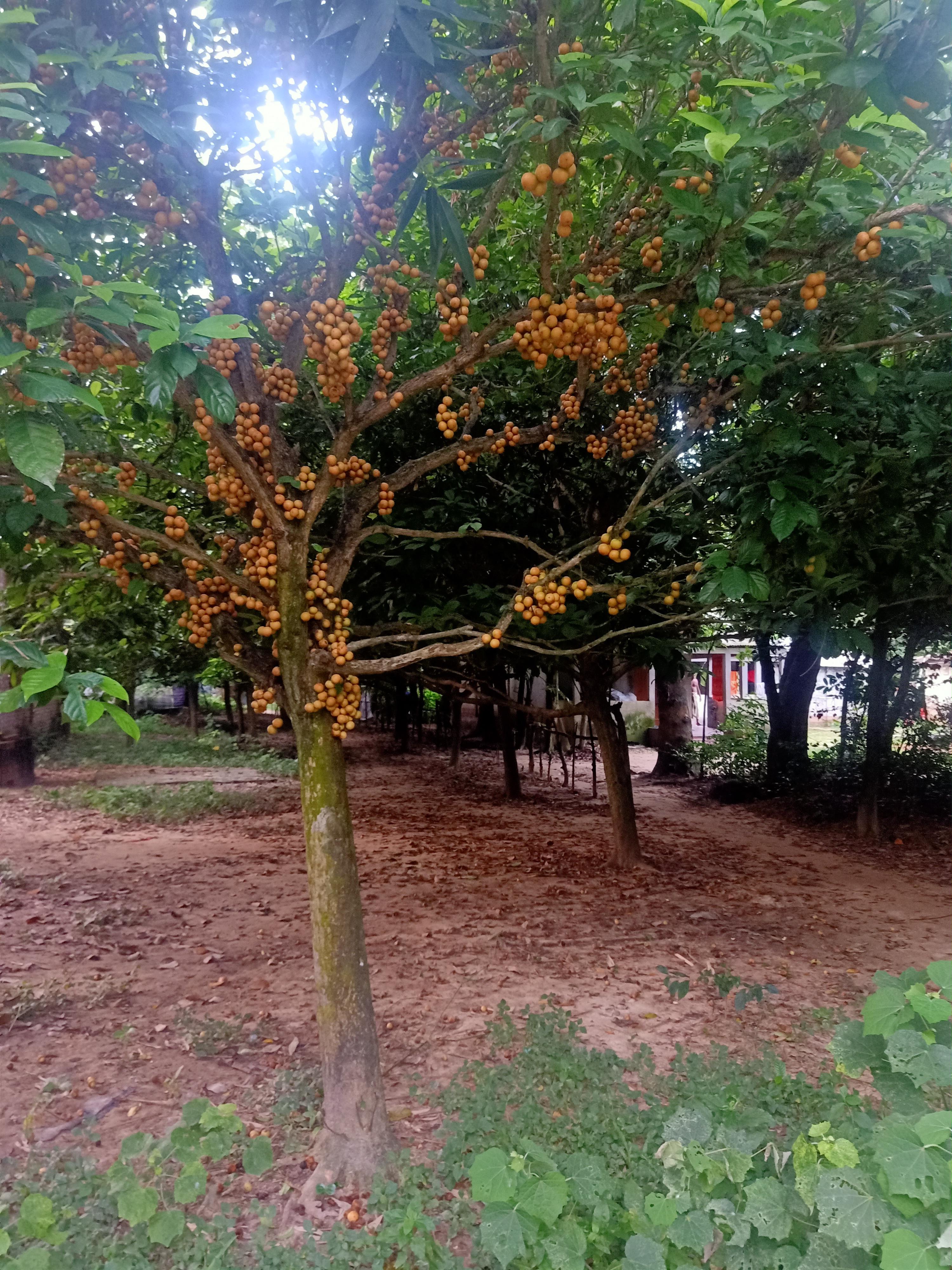 Lotkon Tree | Scrolller