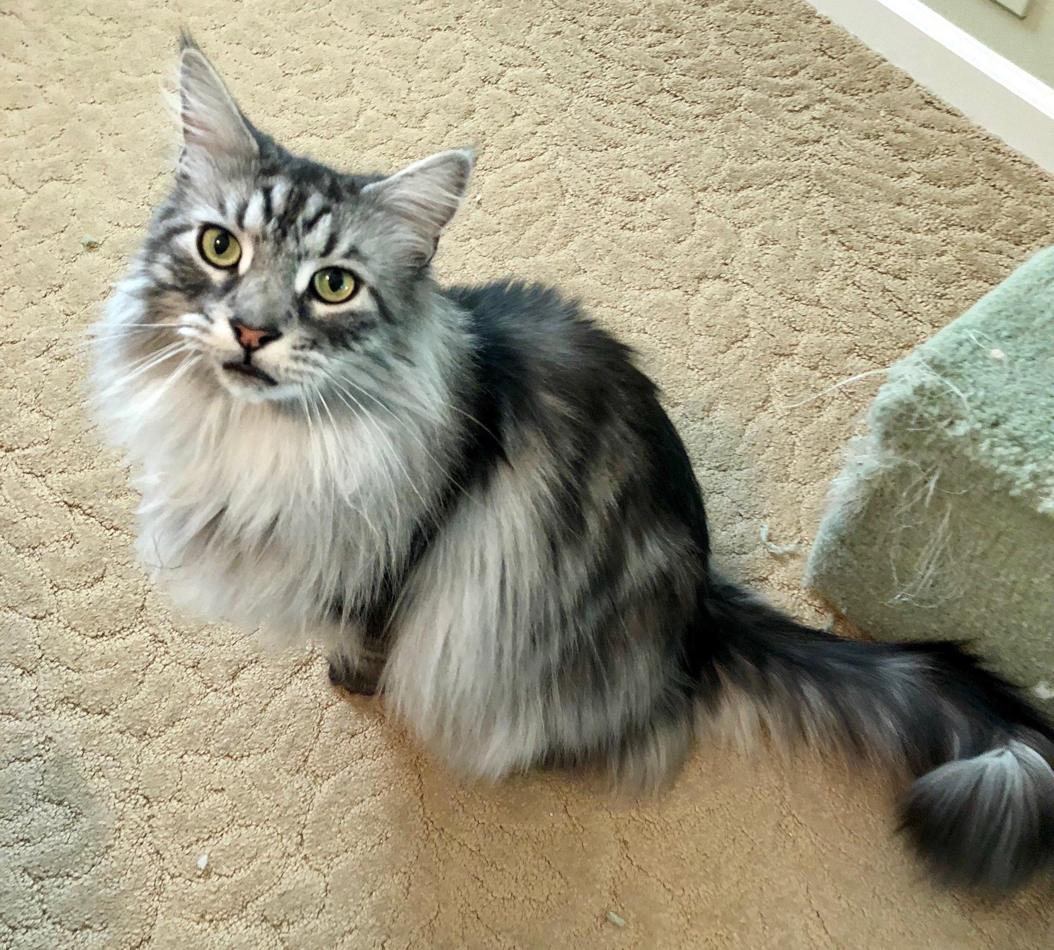 Louis the Silver Maine Coon | Scrolller