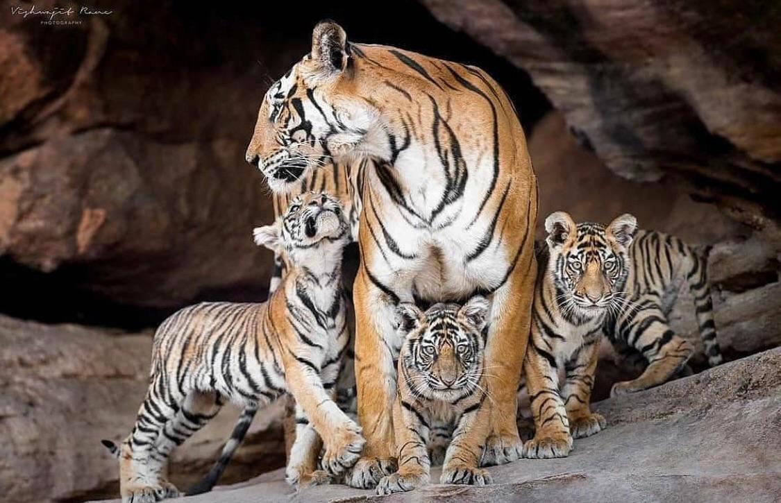 Lovable Little Tiger Cubs And Mum | Scrolller