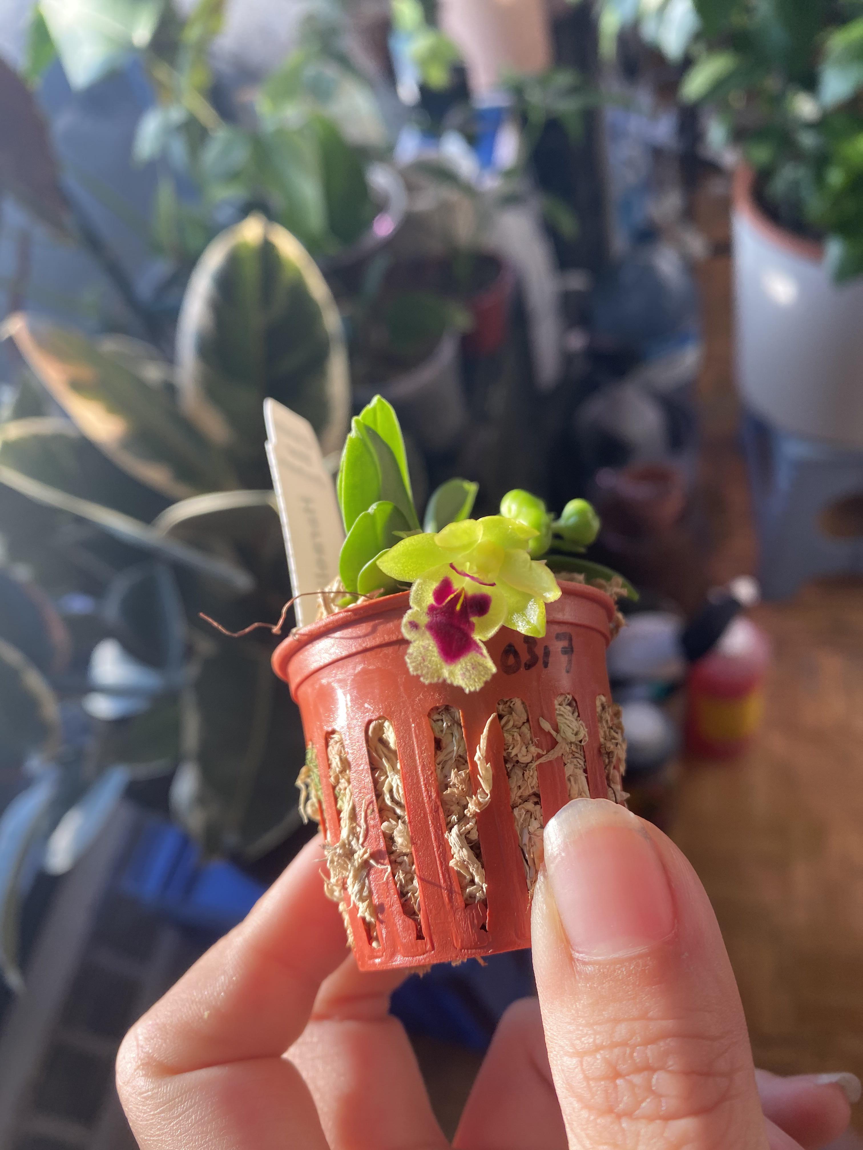 Love me some tiny orchids! | Scrolller