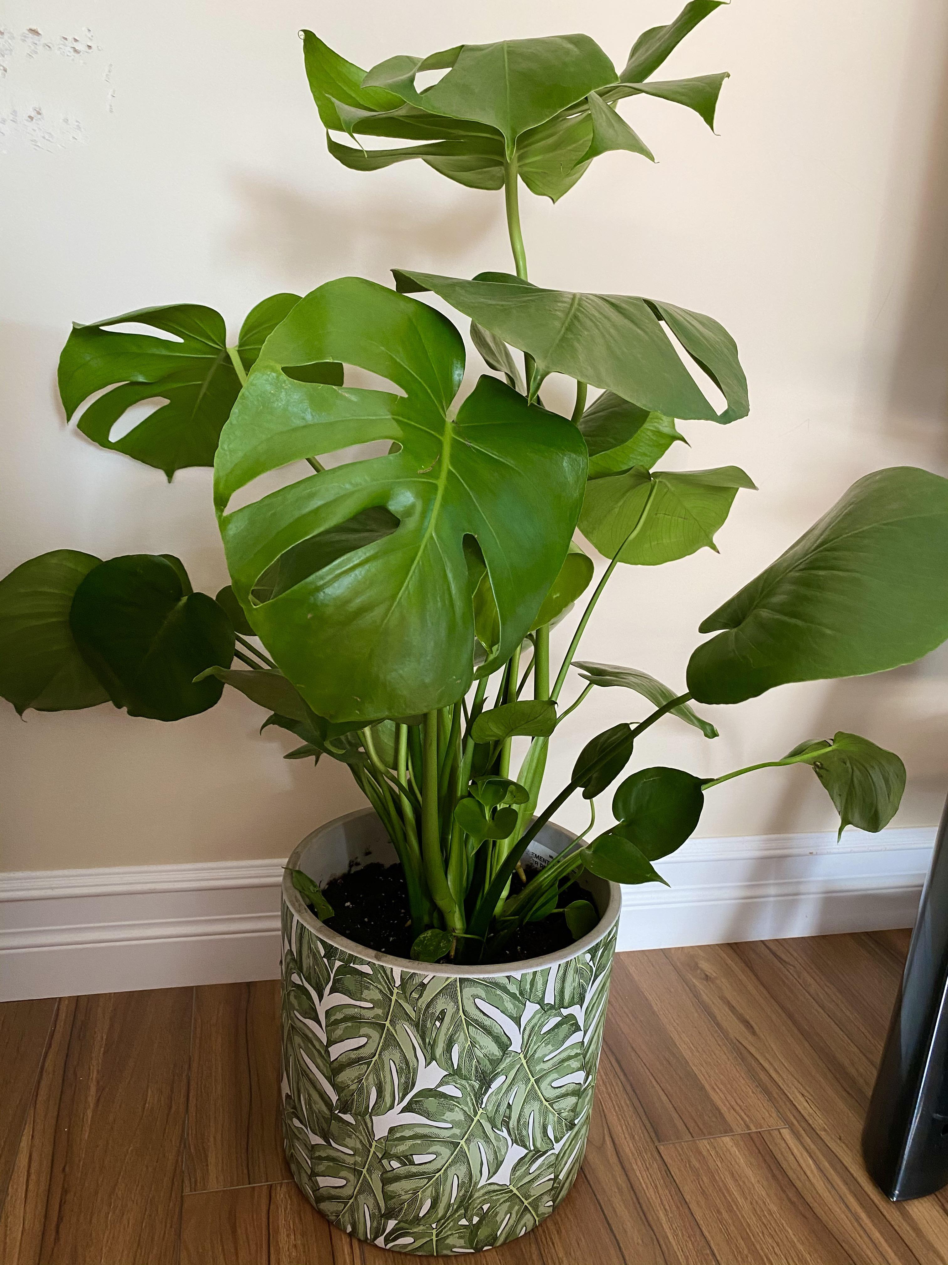Love my new Monstera! | Scrolller