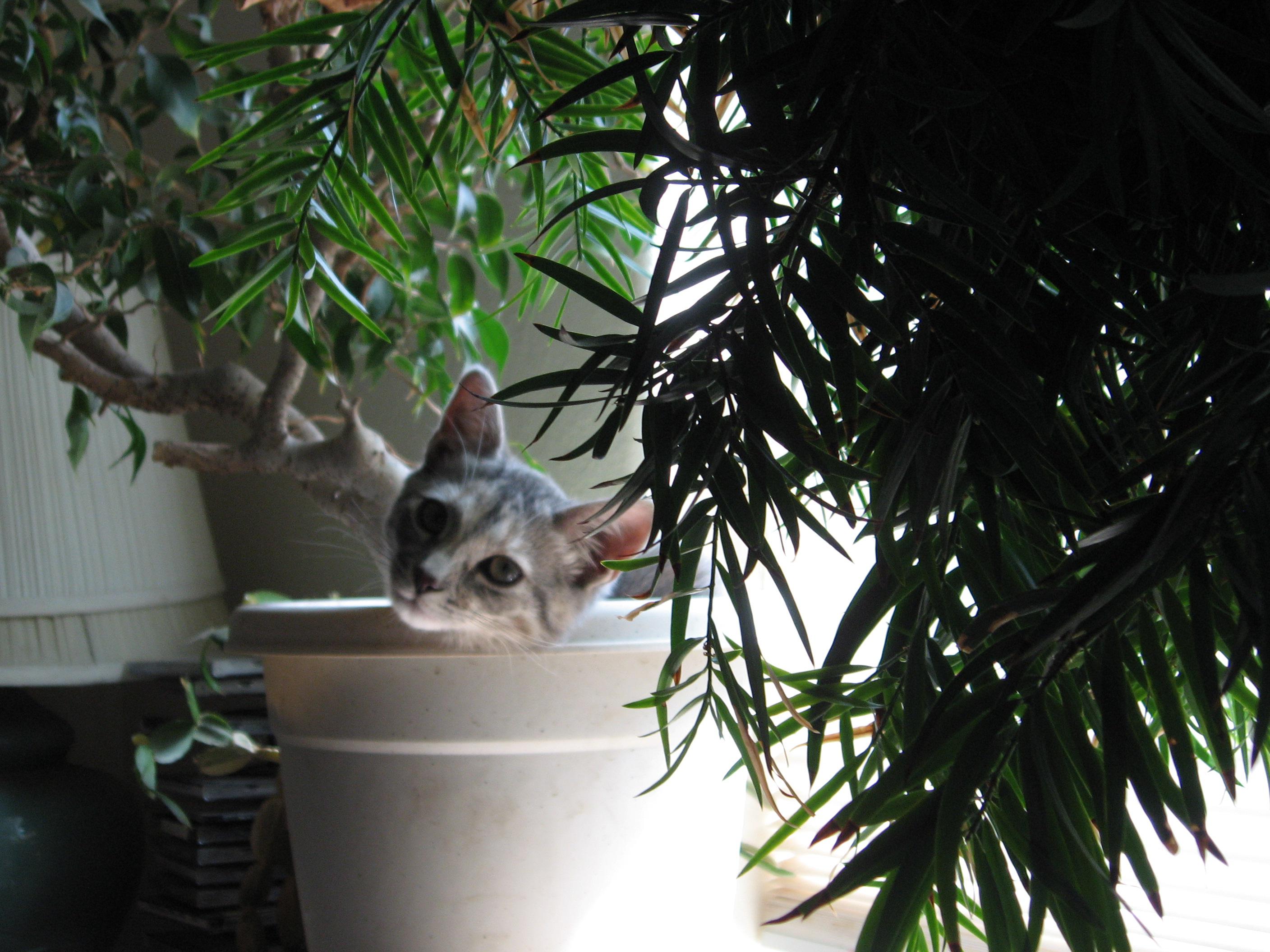 Low-hanging catfruit | Scrolller