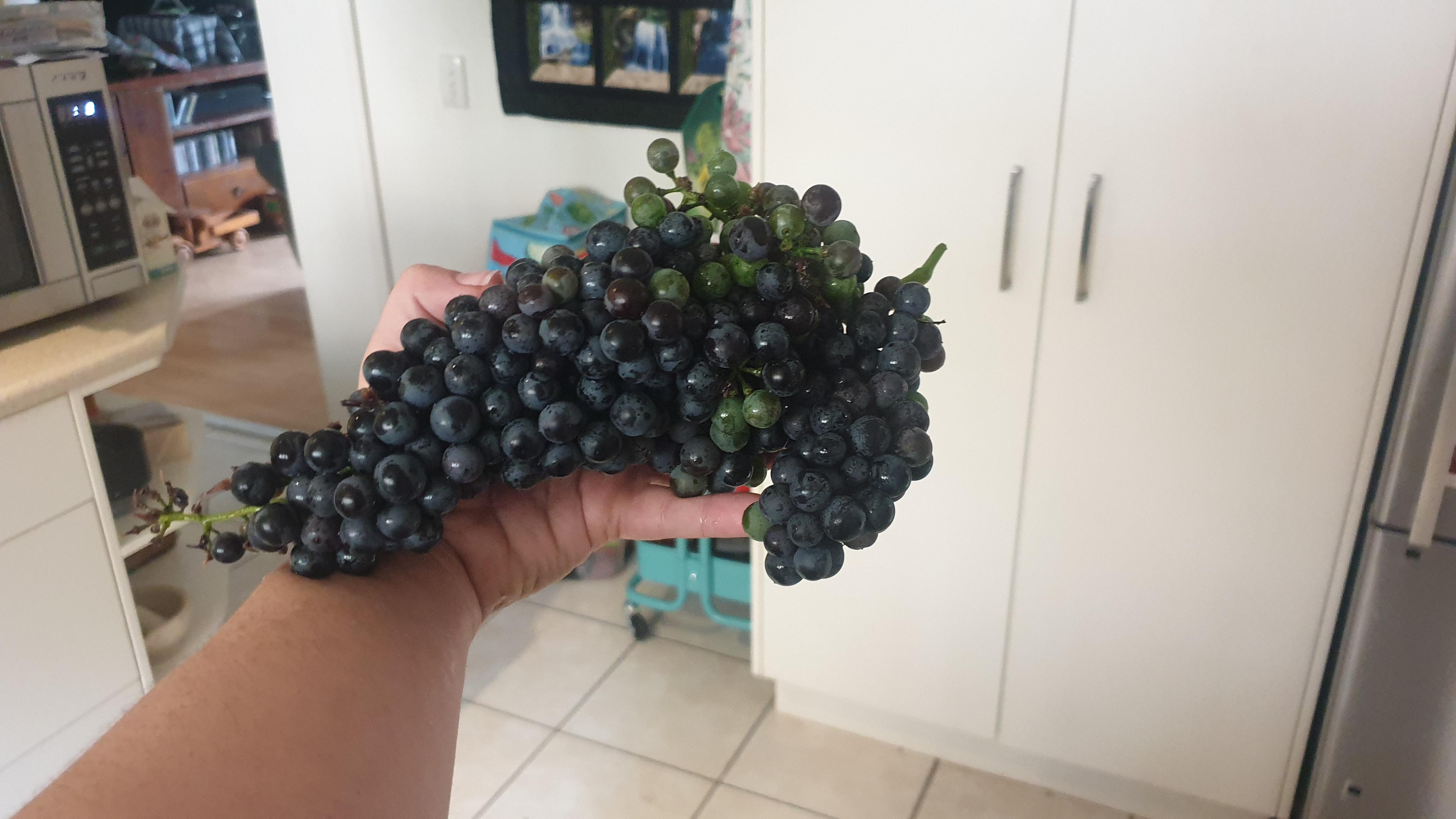 Low hanging fruit. | Scrolller